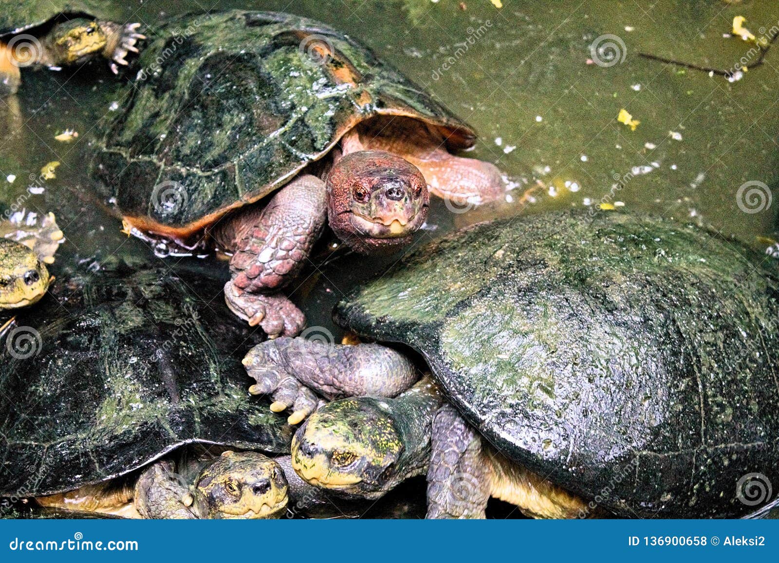 Turtles together stock photo. Image of tortoises, animal - 136900658
