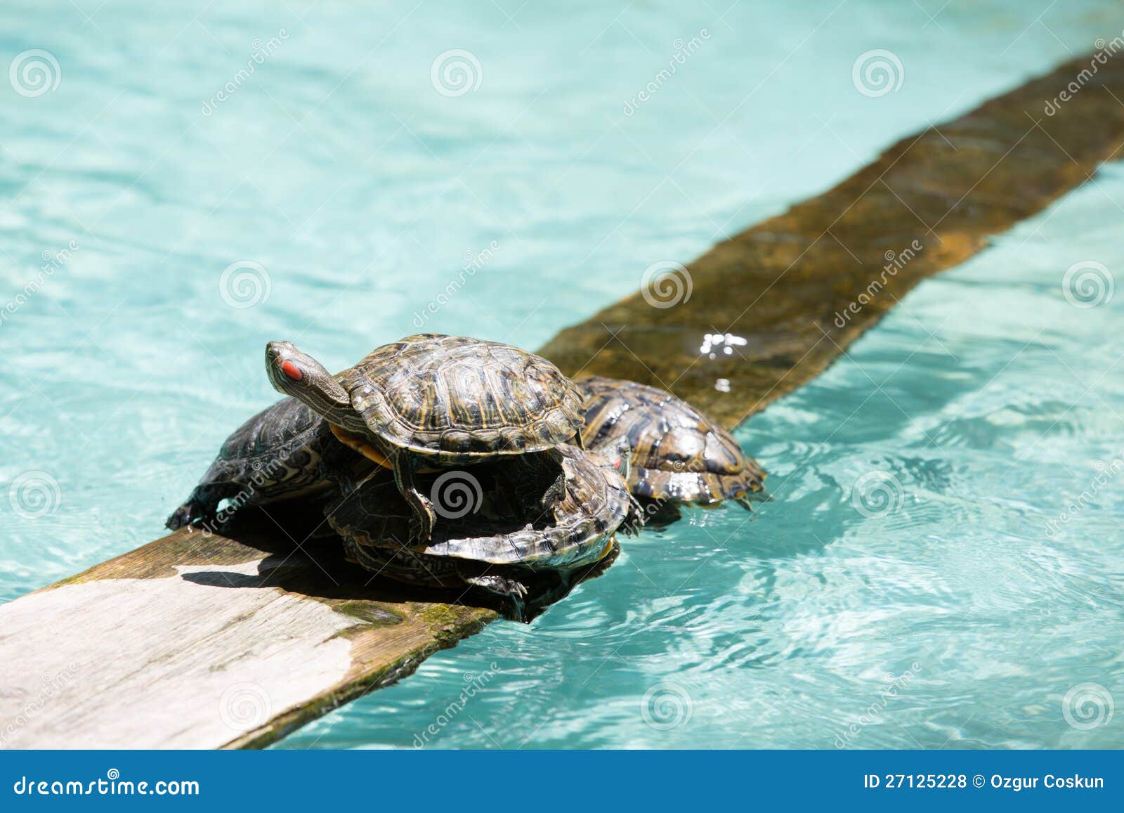 Turtles on Top of Each Other Stock Photo - Image of animal, environment ...