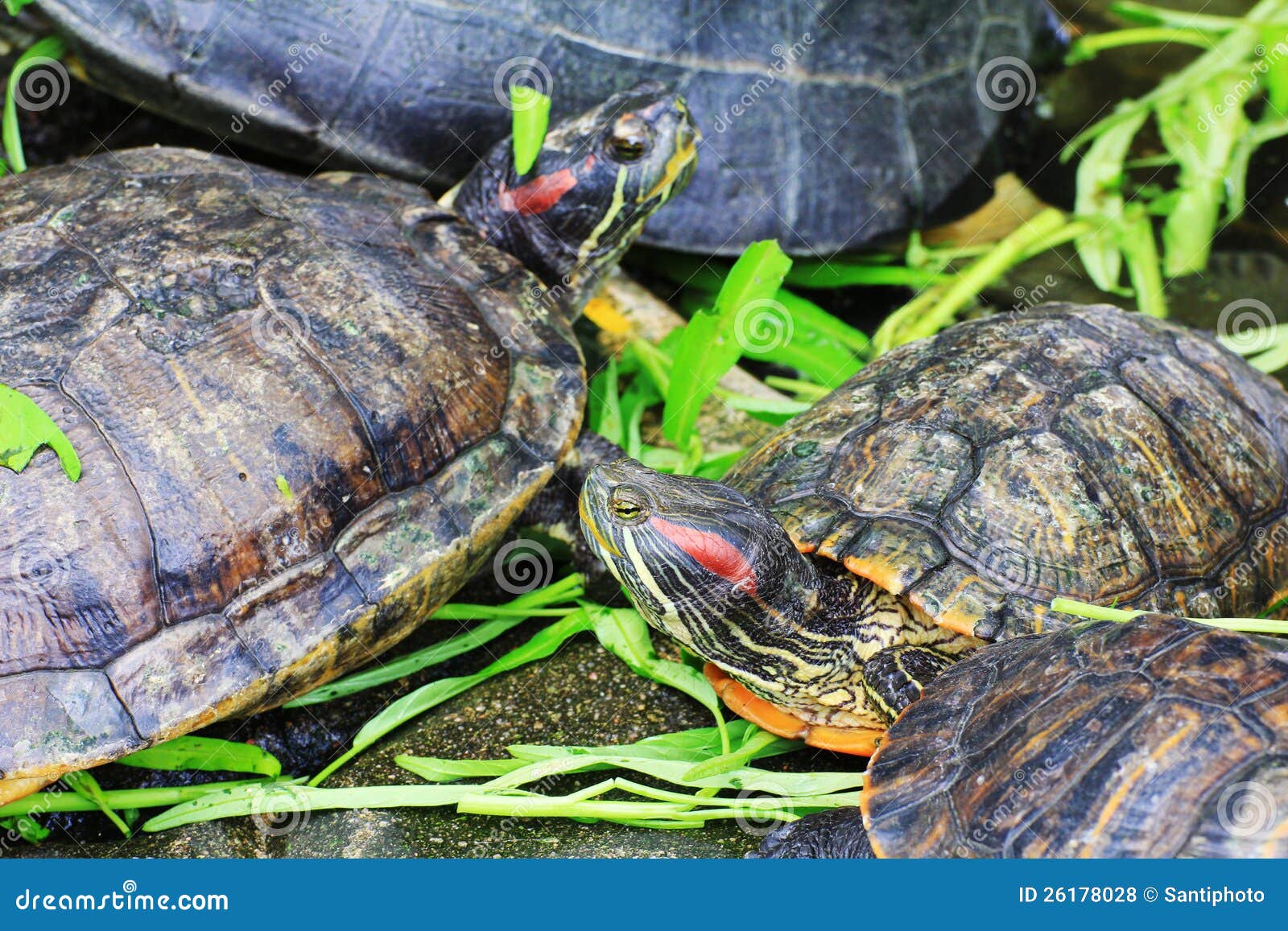 Turtles (Trachemys Scripta Elegans) Stock Photo - Image of defense ...