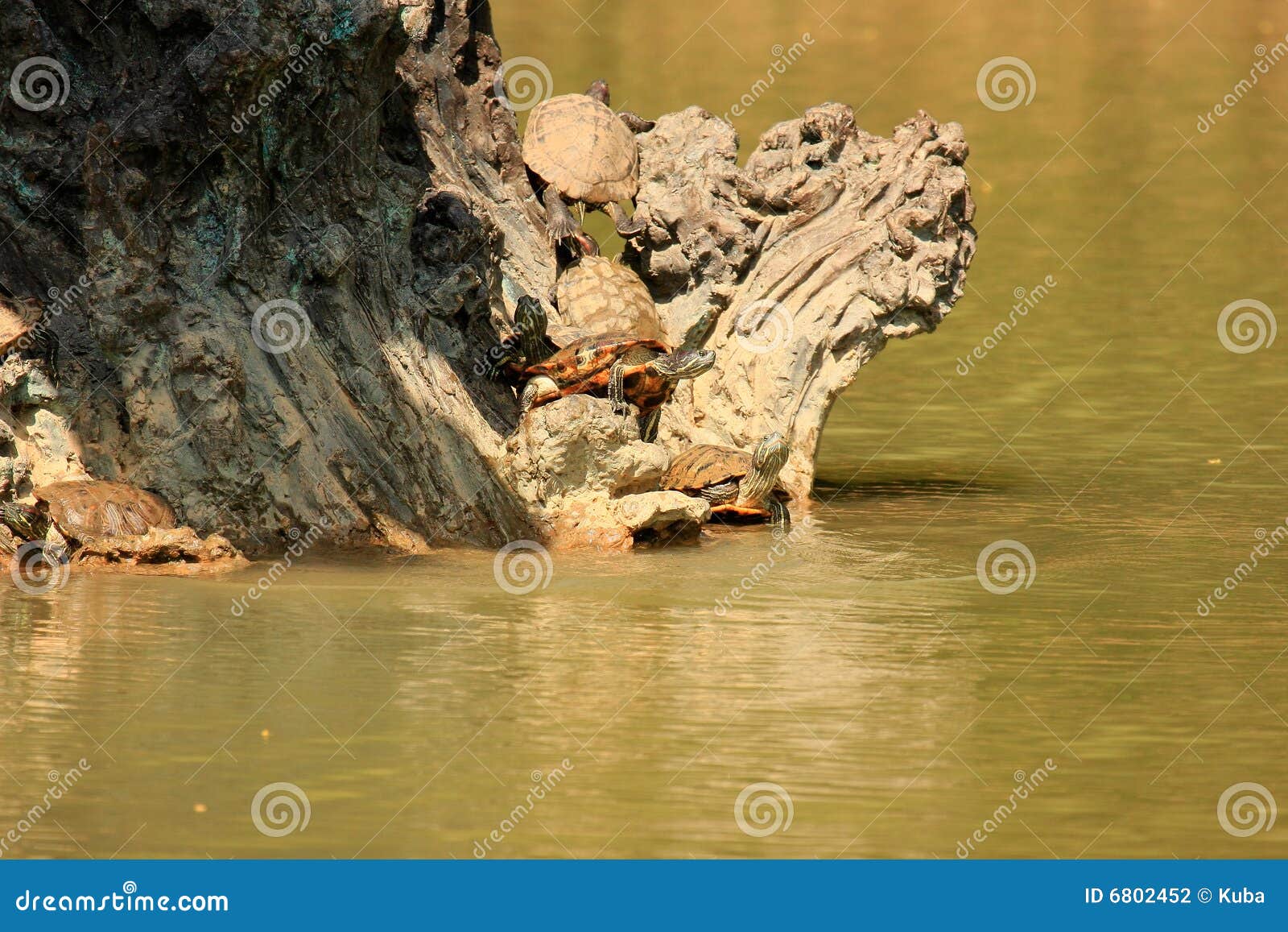Turtles on the tree stock photo. Image of turtle, parks - 6802452