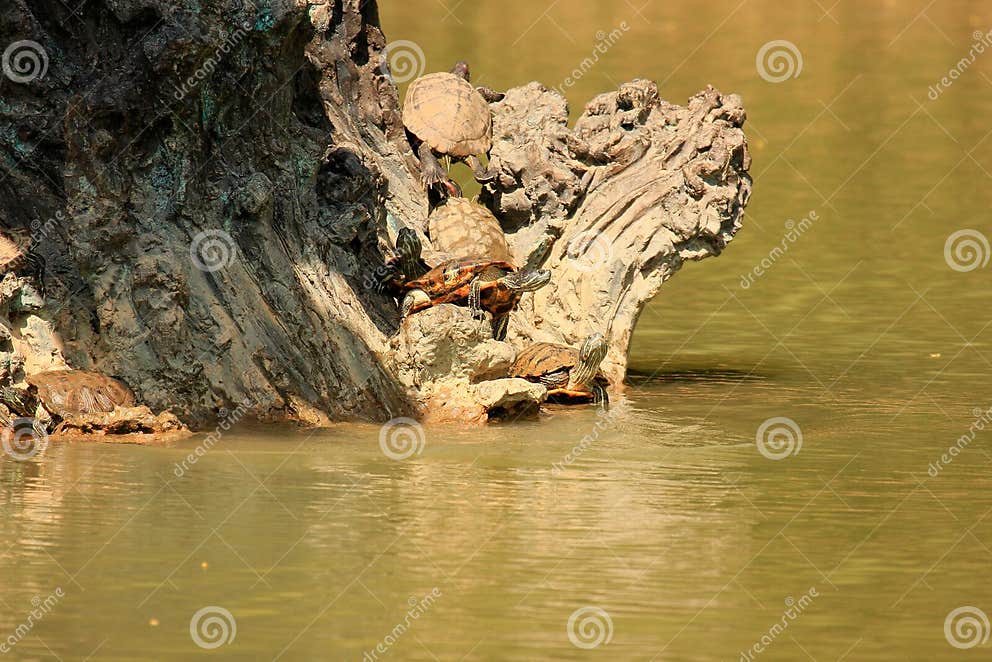 Turtles on the tree stock photo. Image of turtle, parks - 6802452