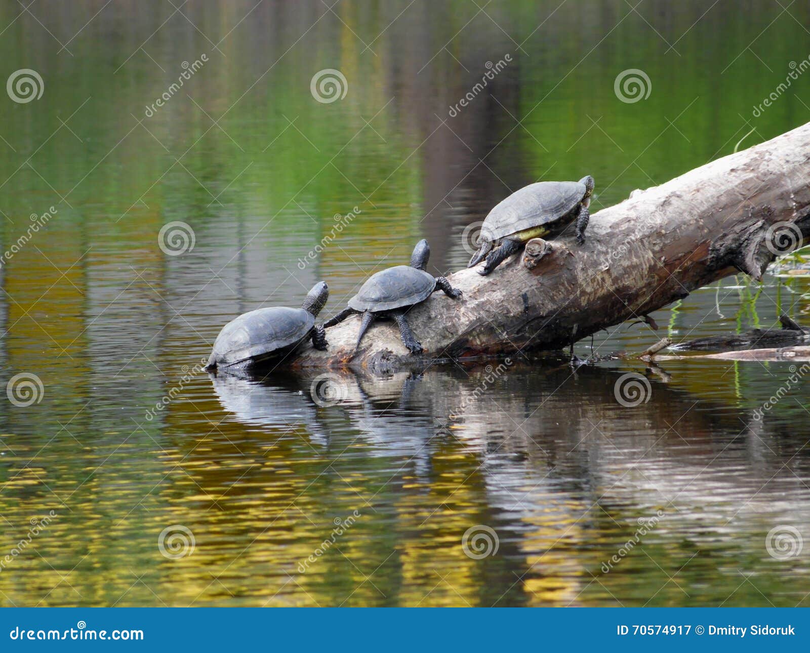 Turtles stock image. Image of crawl, sunbathing, park - 70574917
