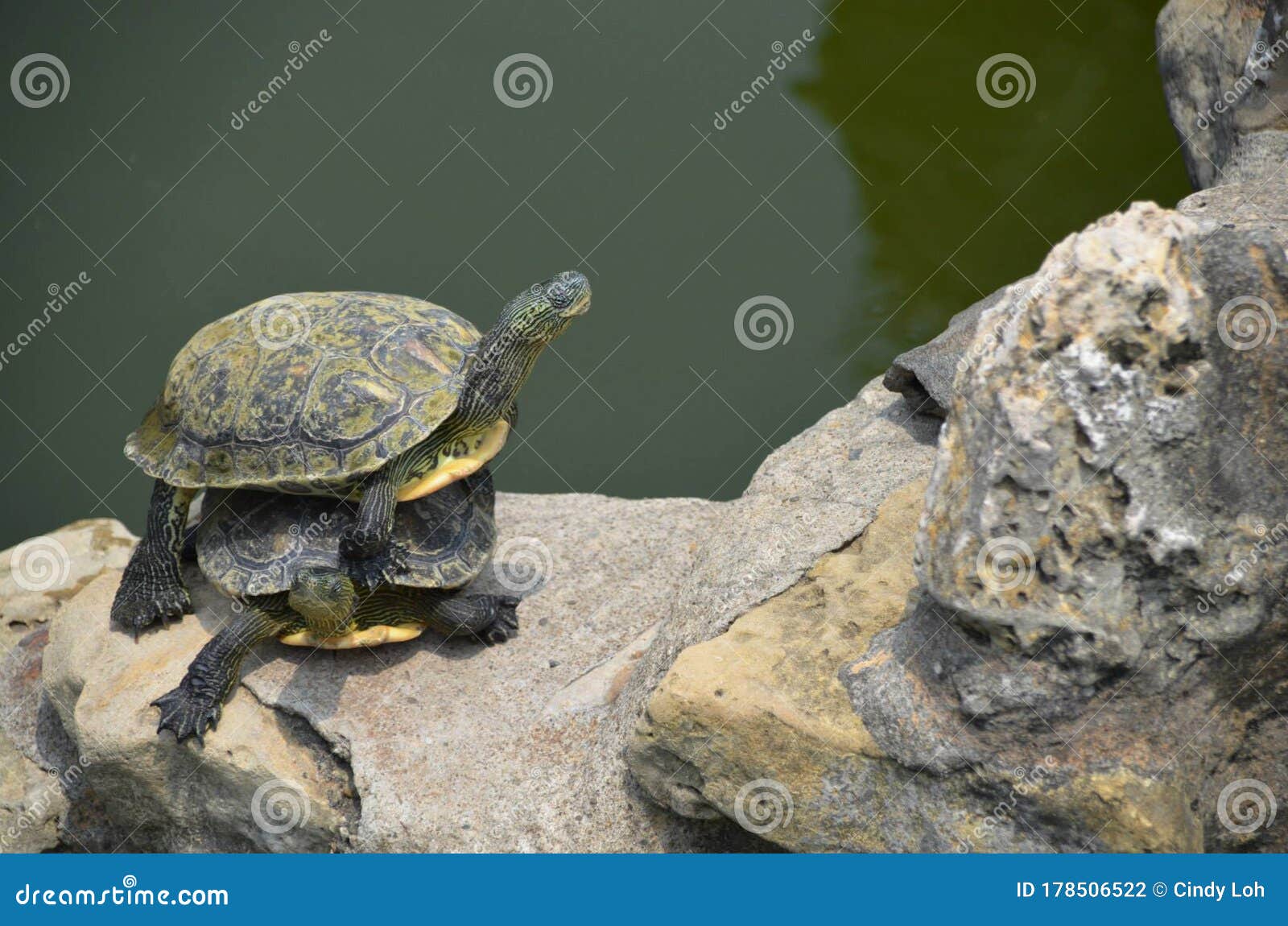 Turtles stock photo. Image of twins, pond, lotus, tourist - 178506522