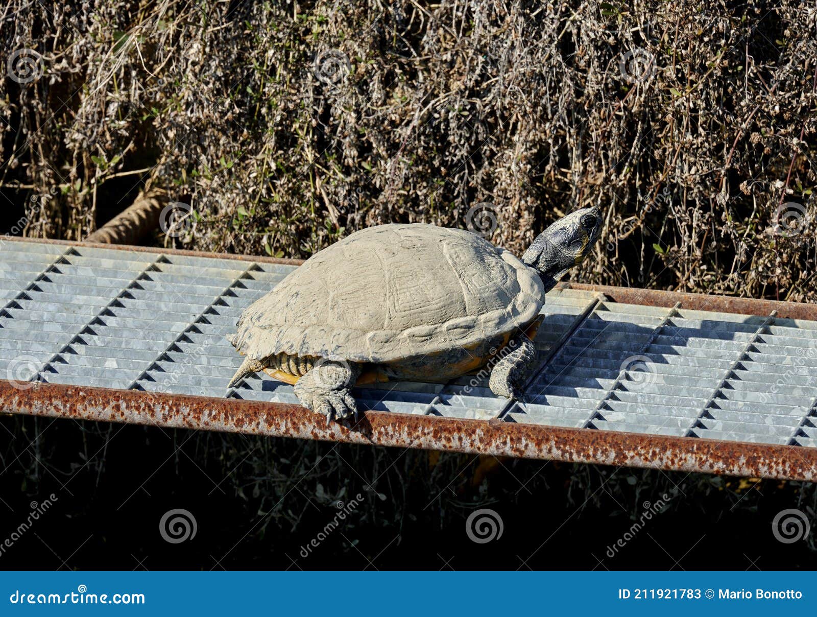 Turtles stock image. Image of moat, turtles, ditch, spring - 211921783