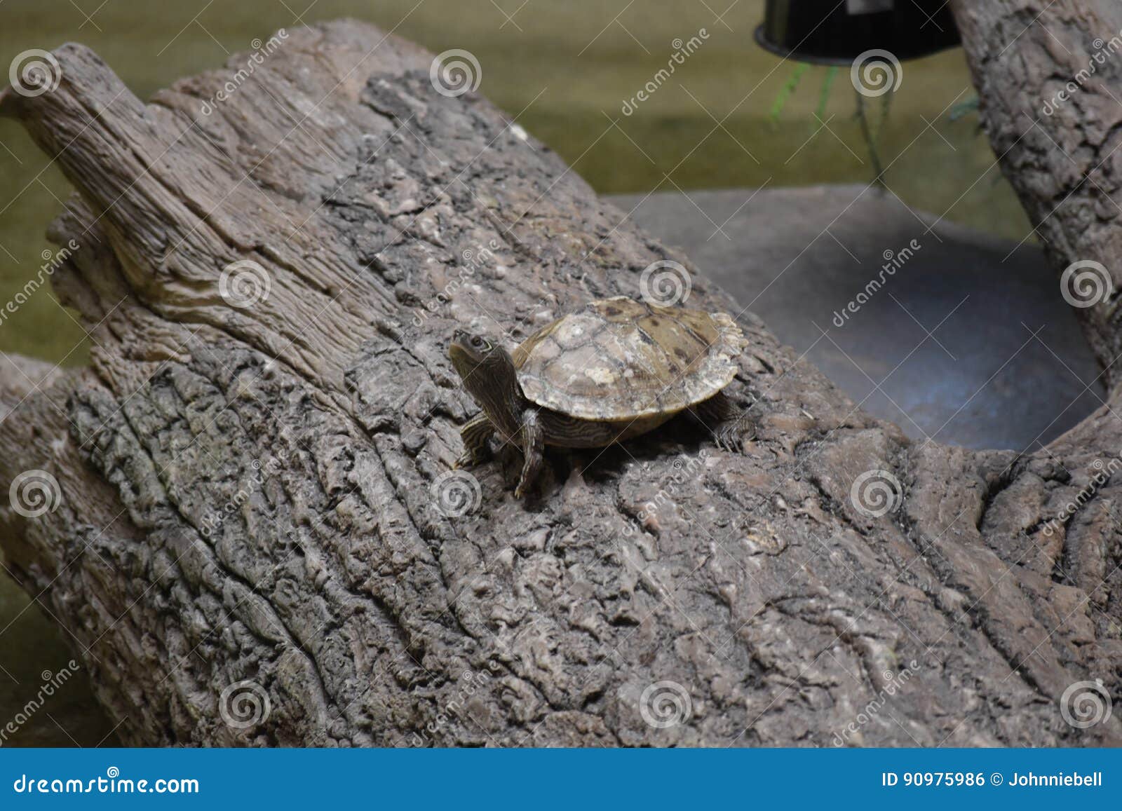 Turtles stock photo. Image of taking, wild, turtle, break - 90975986