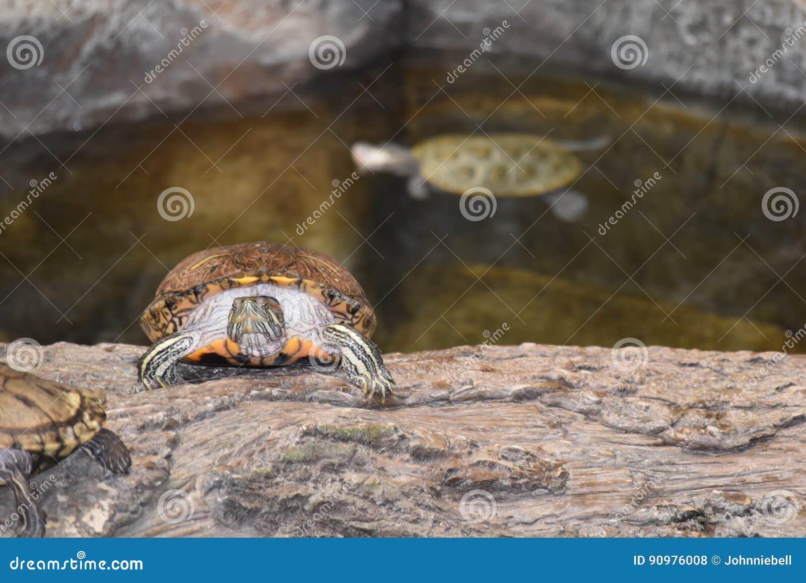 Turtles stock photo. Image of outdoors, animals, tortoise - 90976008