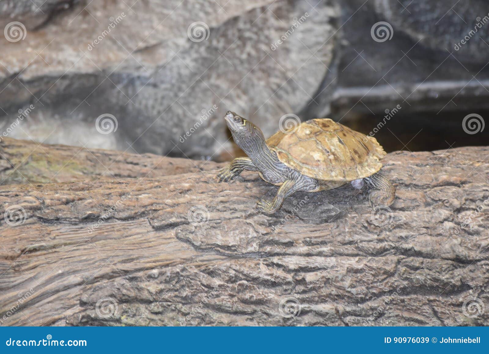 Turtles stock image. Image of reptilians, turtle, turtles - 90976039