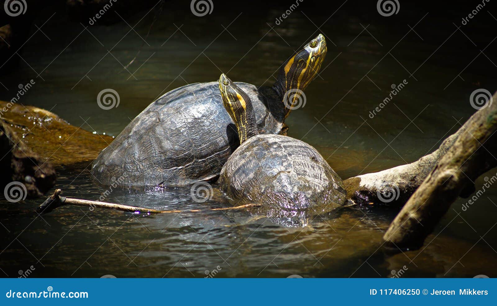 Turtles stock photo. Image of mangroves, rainforest - 117406250