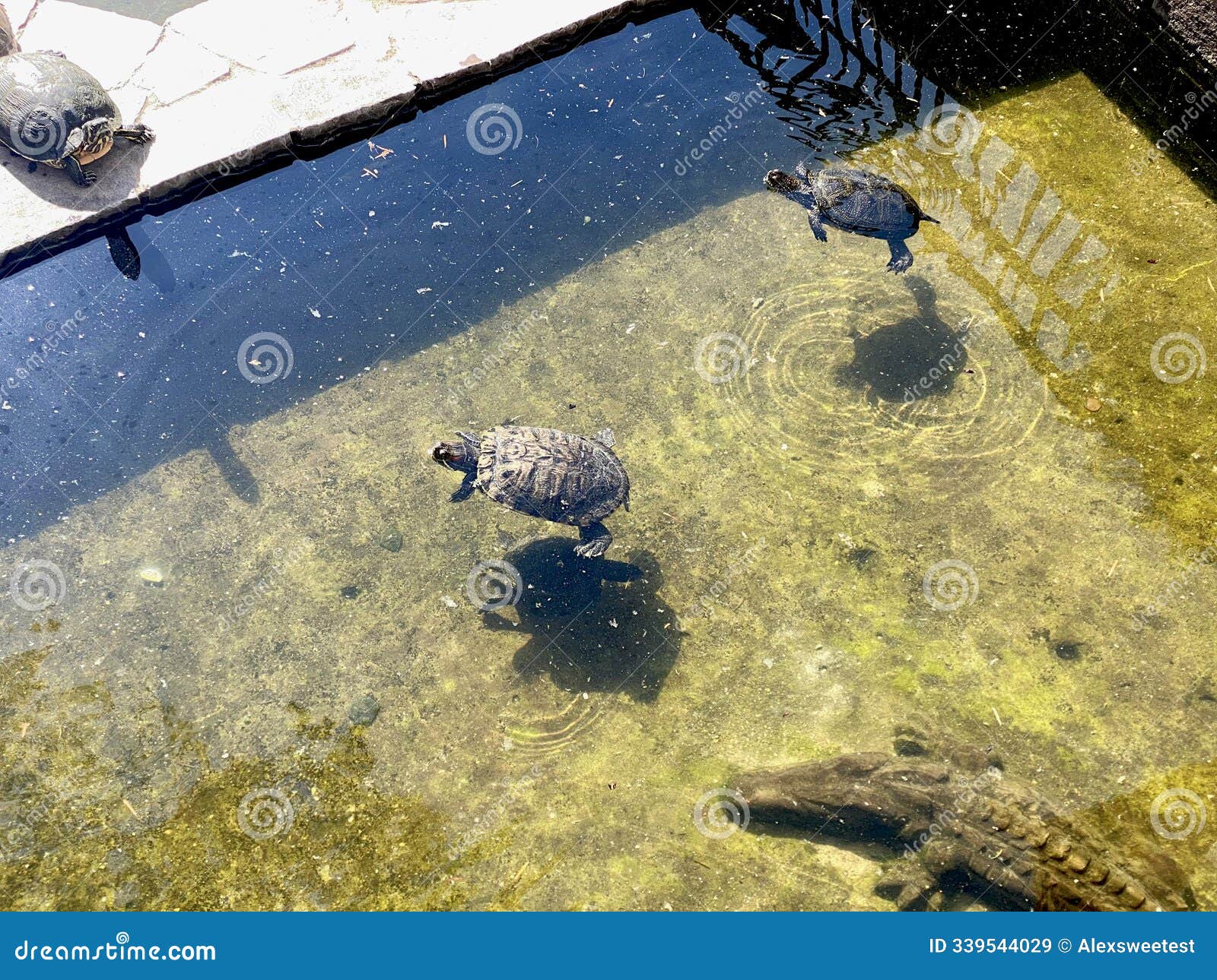 Frog, Turtles And Fishes In The Lake Of Yuantong Temple Royalty-Free ...