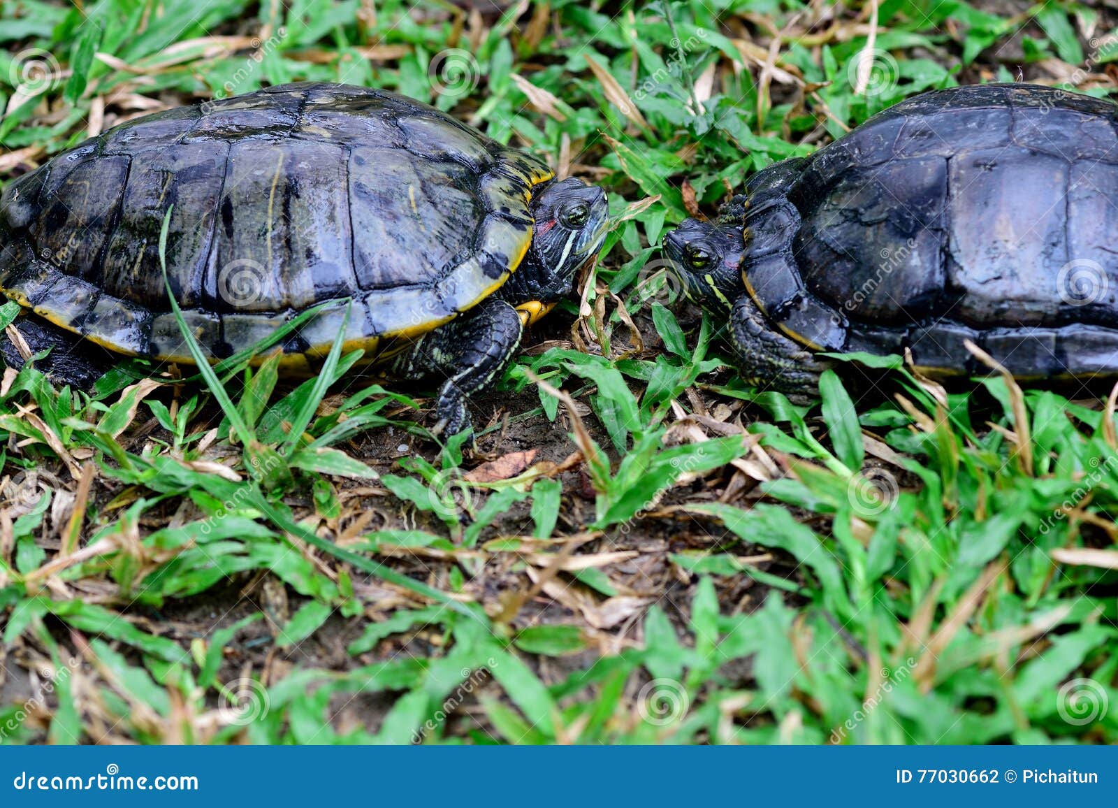 Turtles stock photo. Image of blooded, water, testudines - 77030662