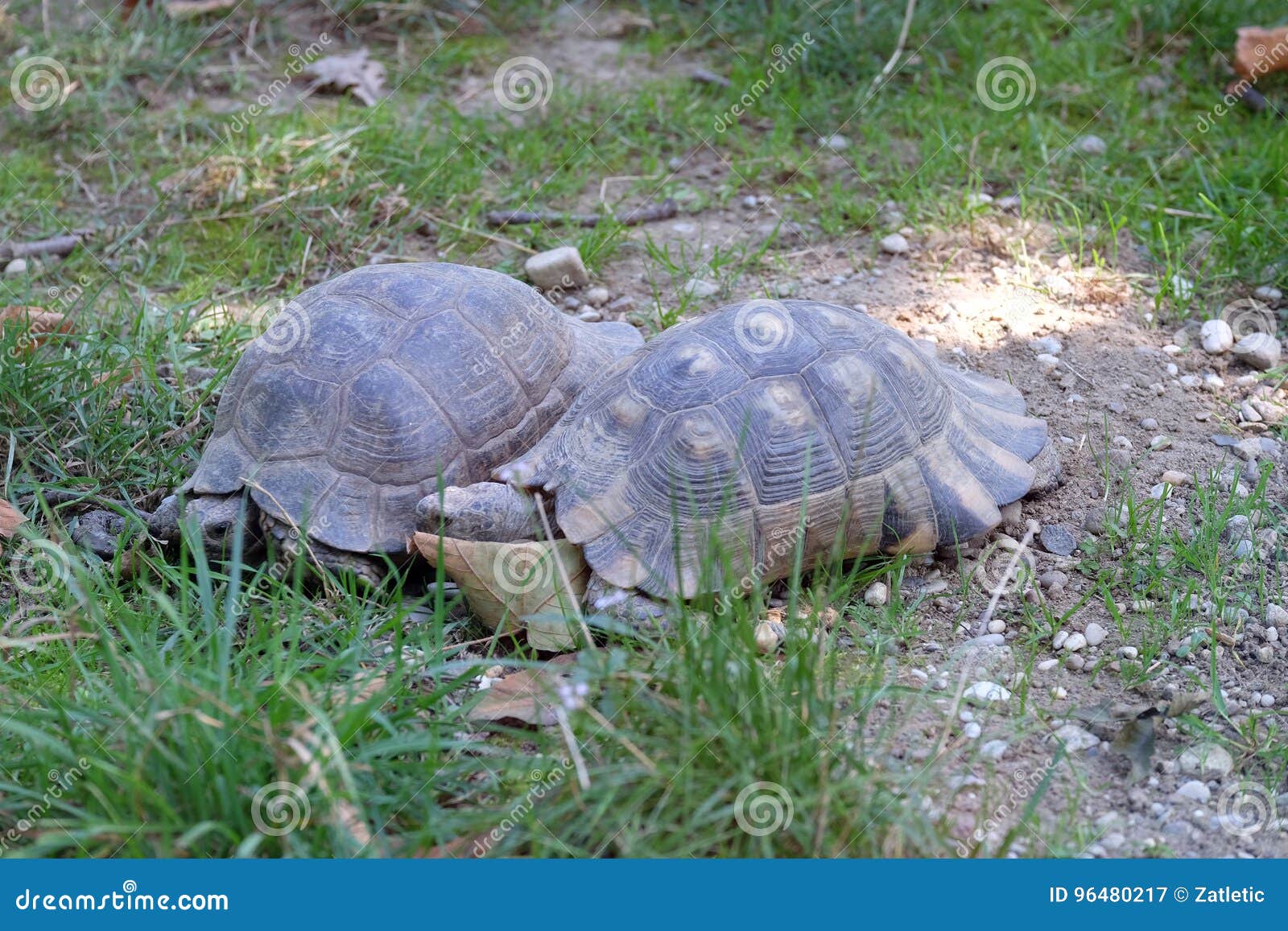 Turtles stock image. Image of couple, pair, environment - 96480217