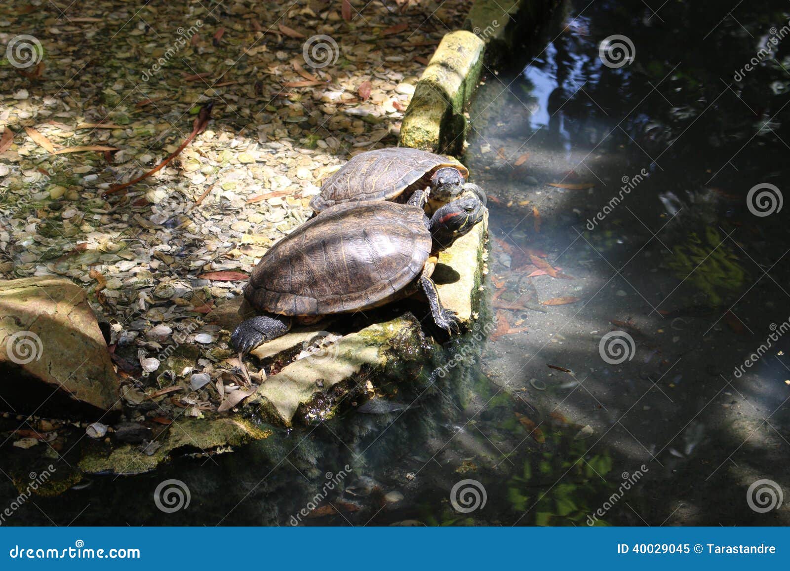 Turtles stock image. Image of couple, friendship, turtles - 40029045