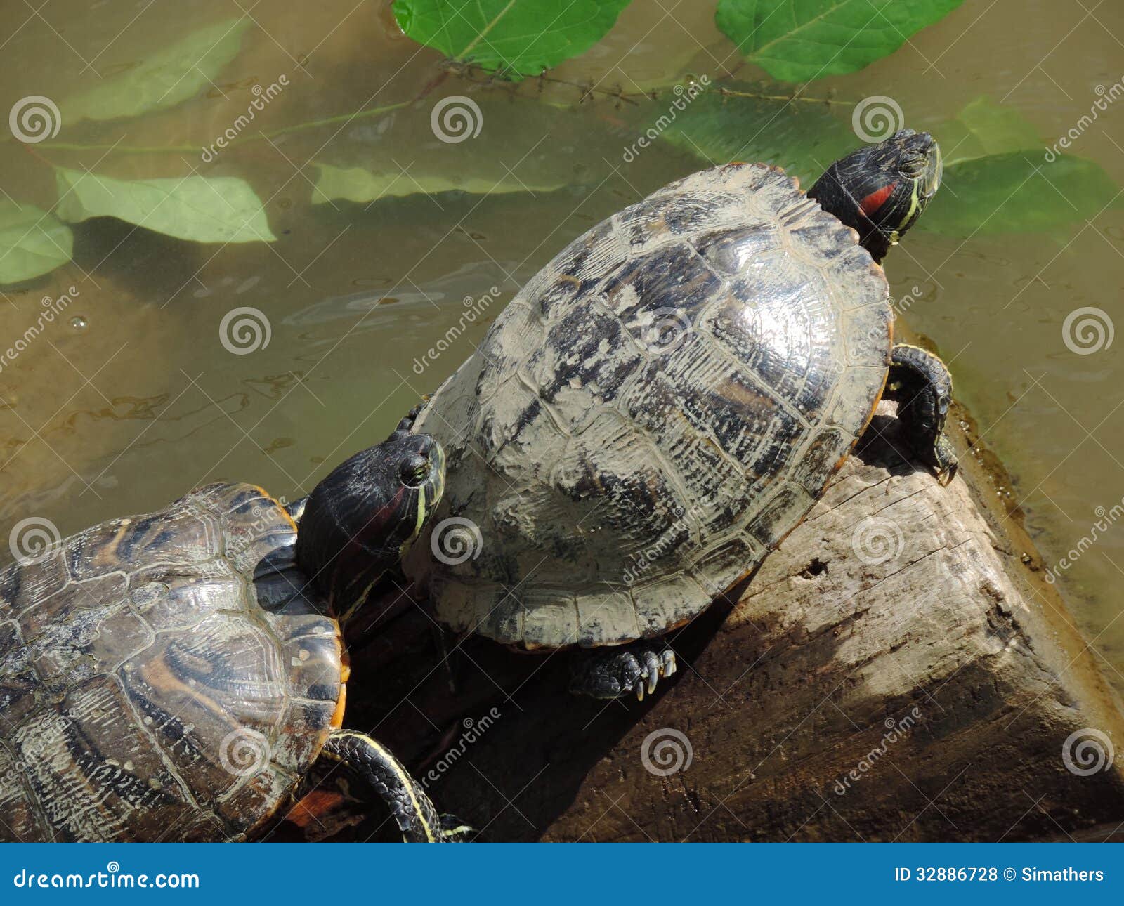Turtles stock photo. Image of water, turtle, resting - 32886728