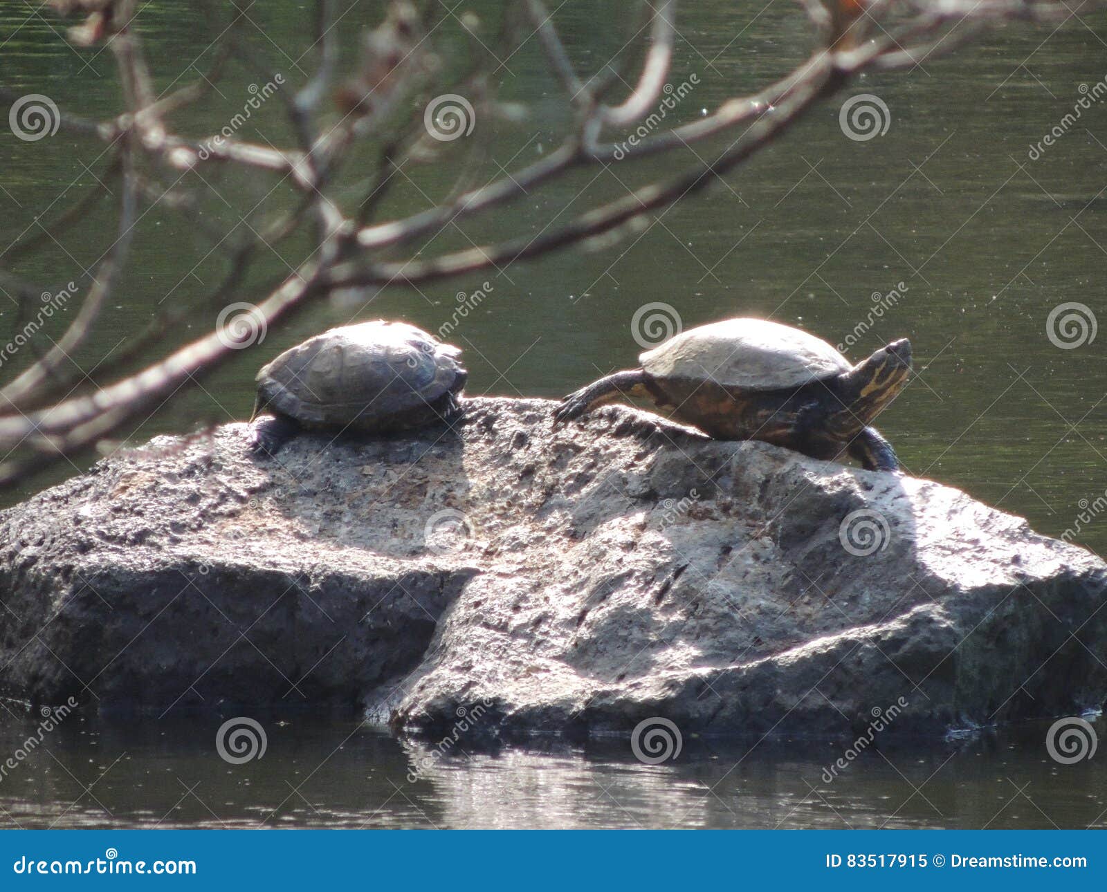 Turtles stock image. Image of resting, inside, water - 83517915