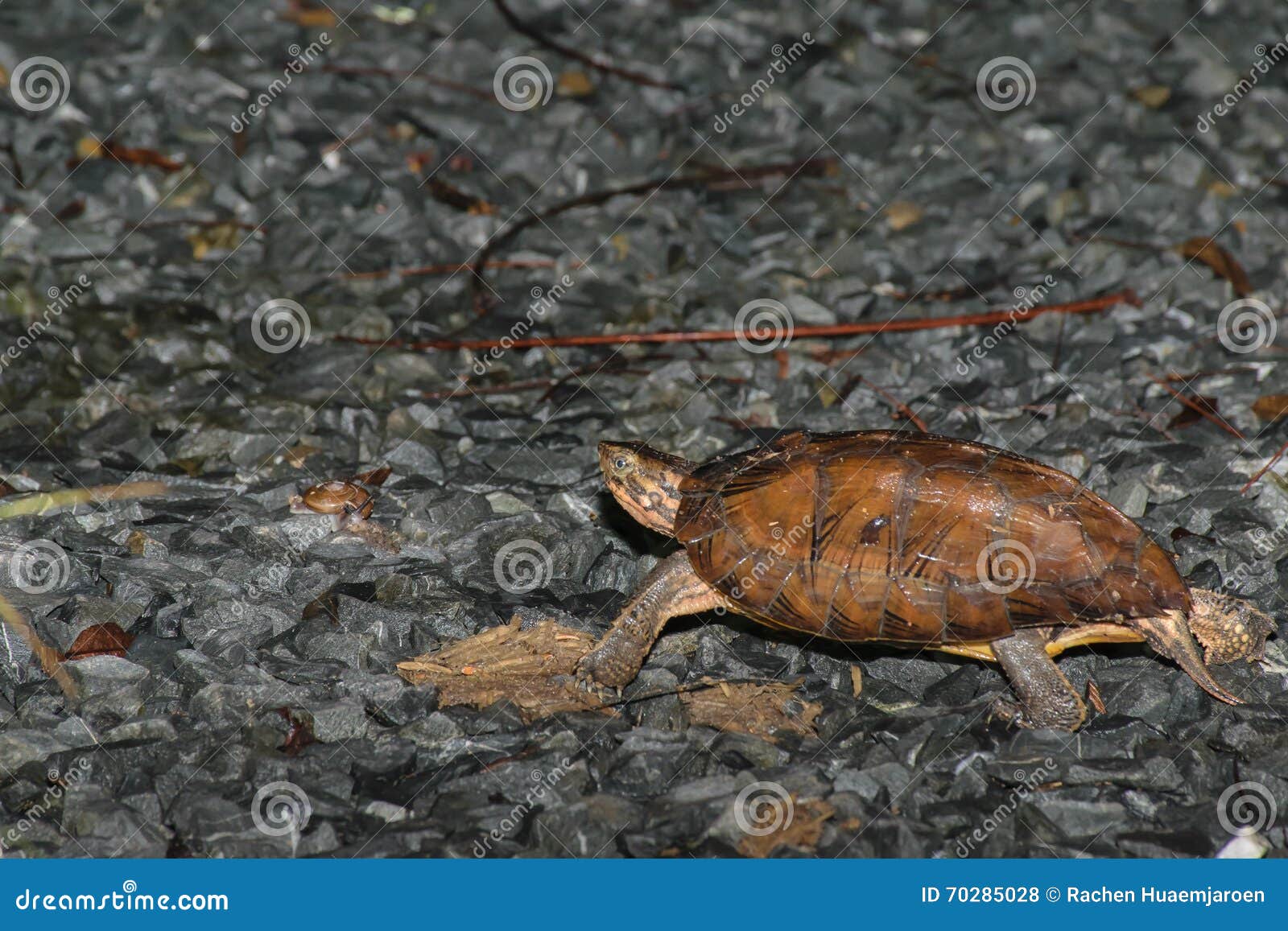 Turtles are Walking on Stone Stock Photo - Image of natural, speed ...