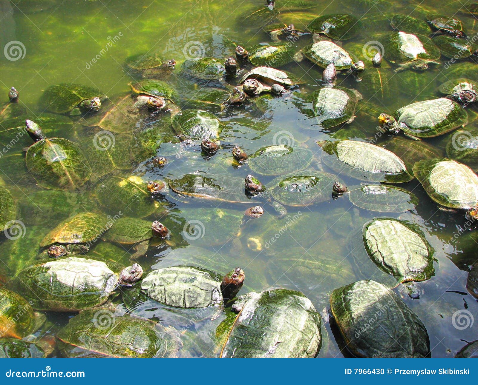 Turtles in a water stock photo. Image of scuba, exotic - 7966430