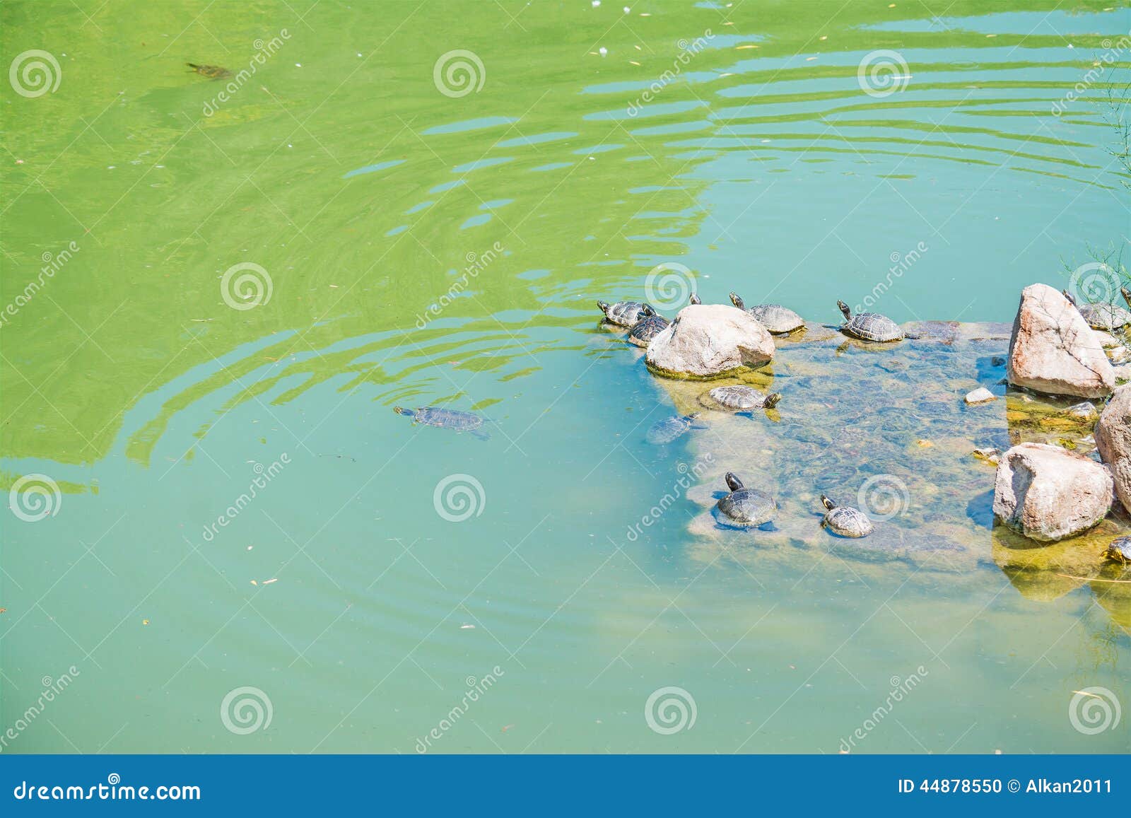 Turtles in the water stock photo. Image of wildlife, wild - 44878550