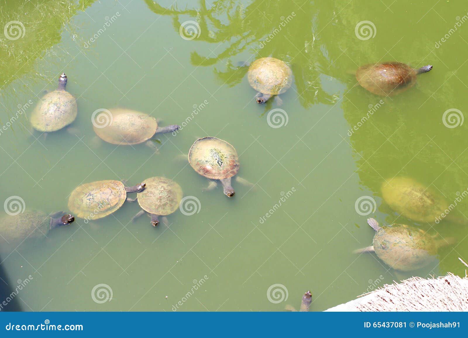 Turtles in the Water stock image. Image of swim, melbourne - 65437081