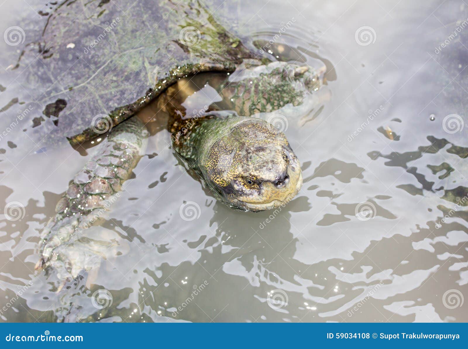 Turtles in the water stock photo. Image of pond, wild - 59034108