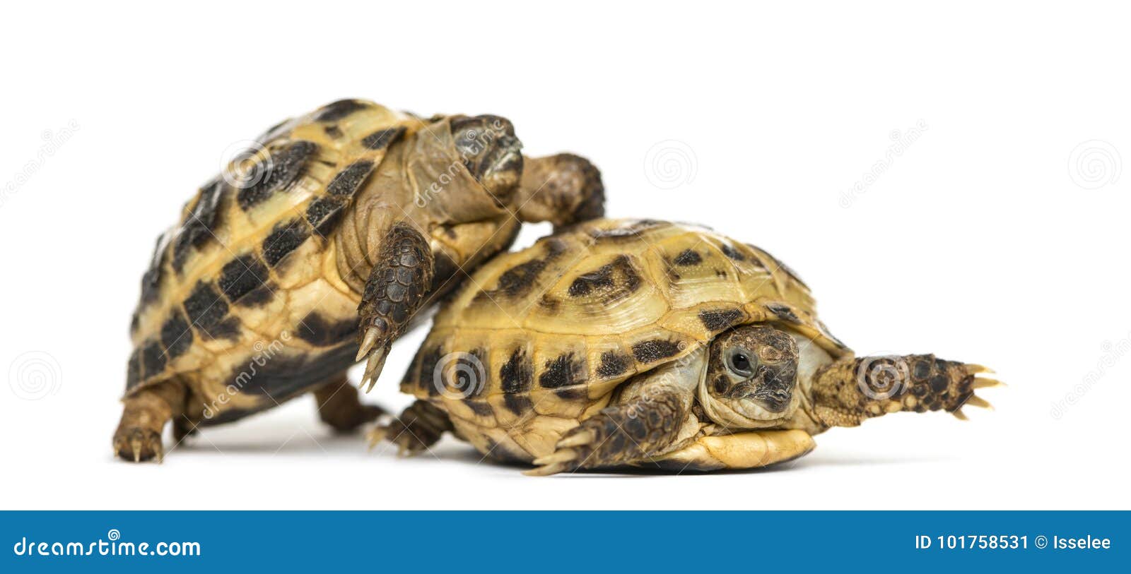 Turtles on the Way To Copulate, Stock Image - Image of terrapene, wild ...