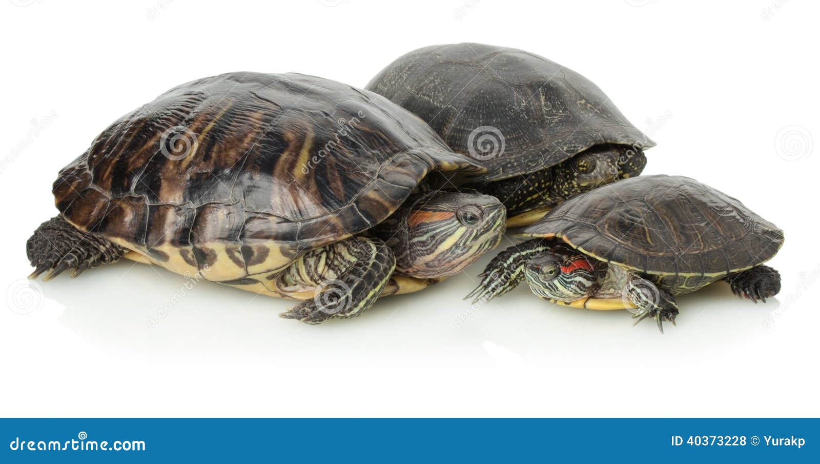 Turtles on White Background Stock Photo - Image of isolated, carapace ...