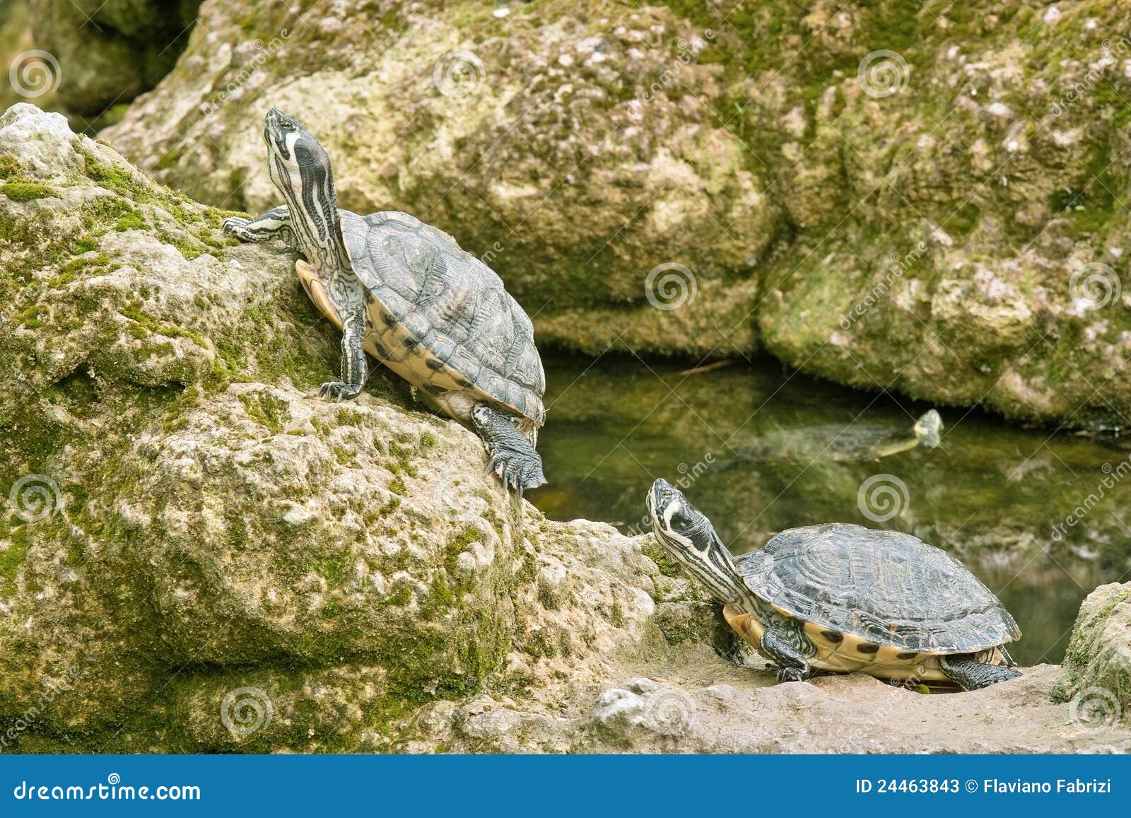 Turtles yellow ears stock image. Image of animals, scripta - 24463843