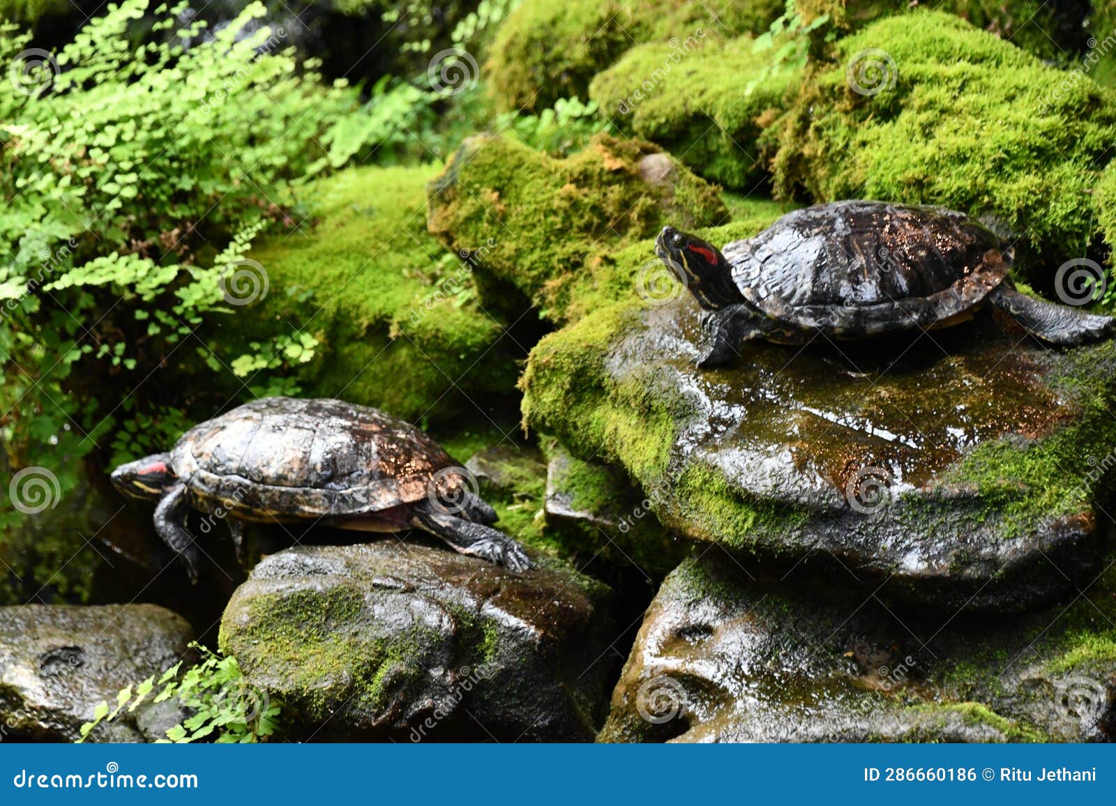 Turtles in a Zoo stock photo. Image of animal, adorable - 286660186