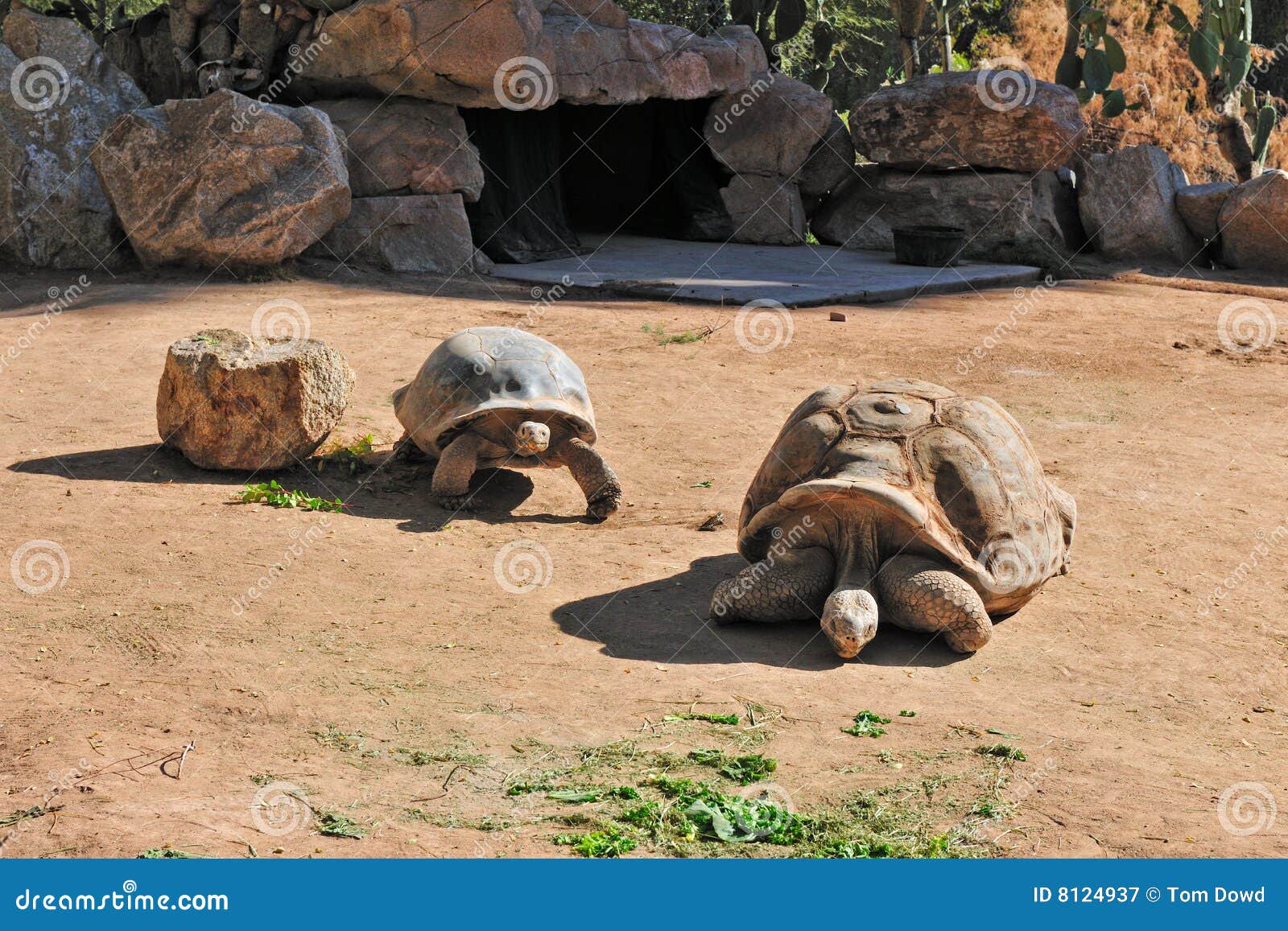 Turtles at zoo stock image. Image of animals, turtle, animal - 8124937