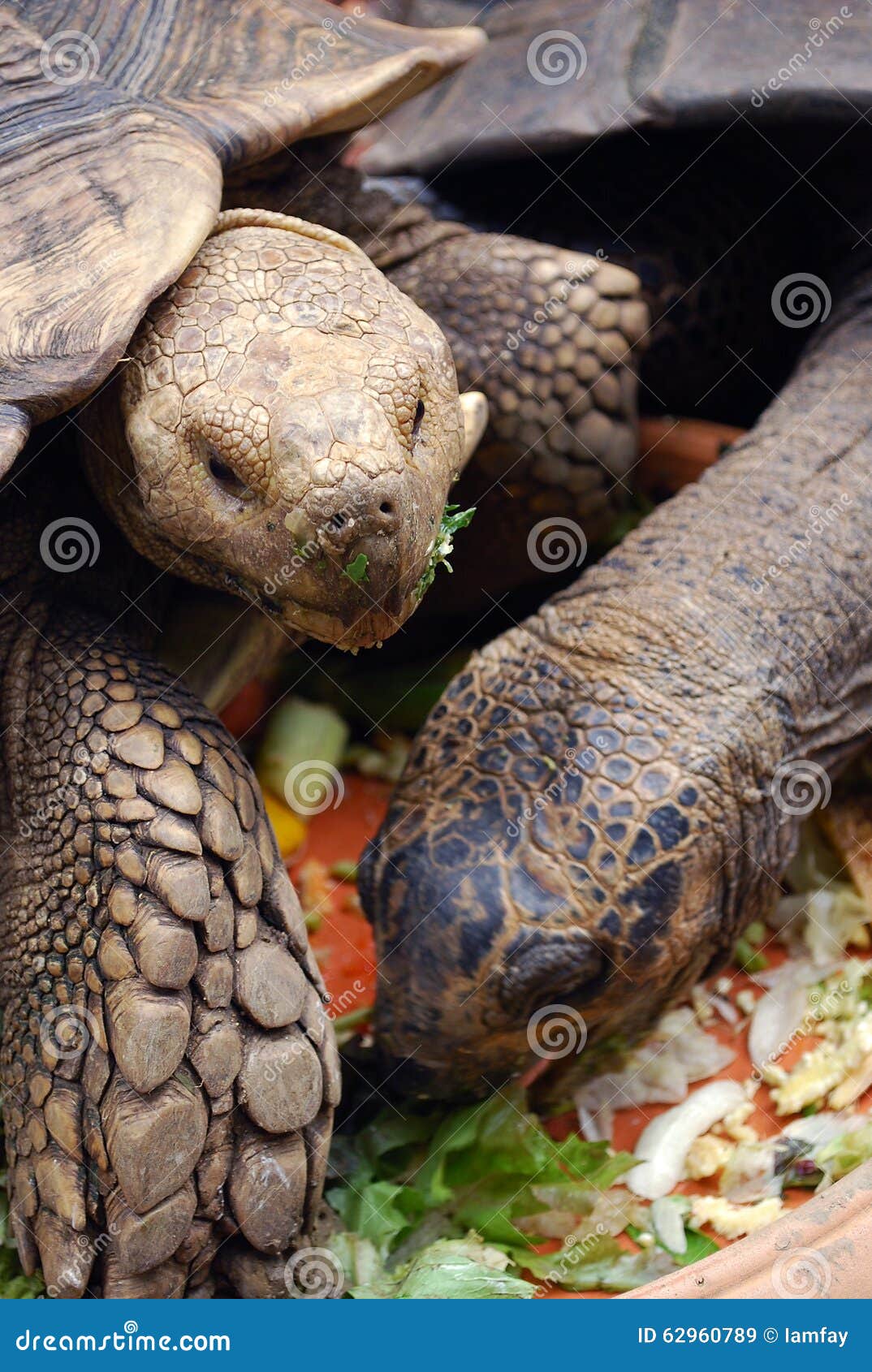 Turtles in the zoo stock image. Image of asia, eating - 62960789