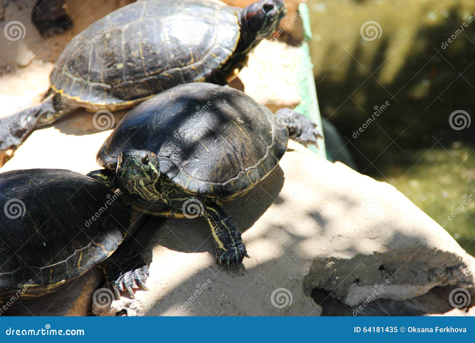 Turtles in a Zoo in Protaras Stock Image - Image of stones, slider ...
