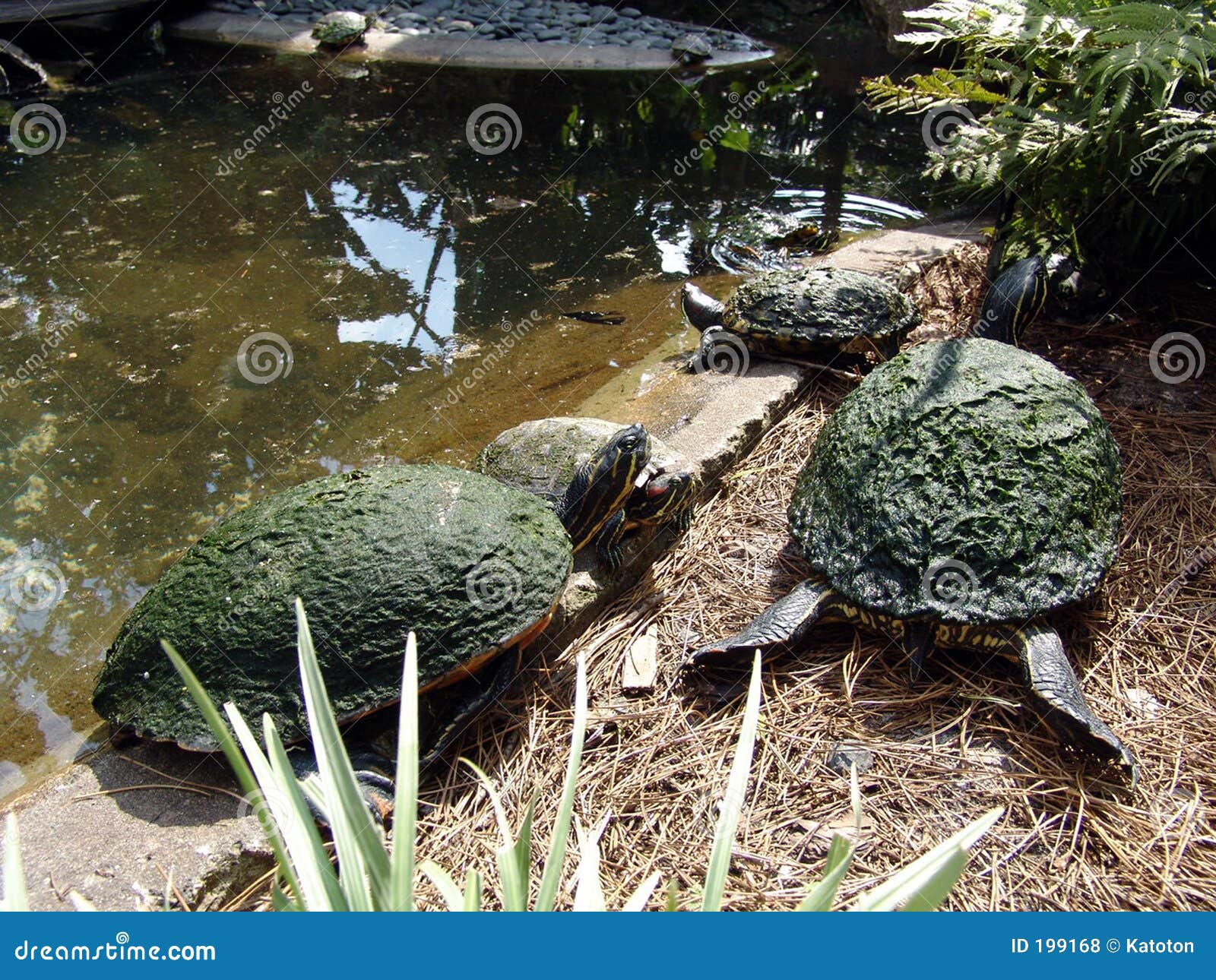 Turttle Picture. Image: 199168