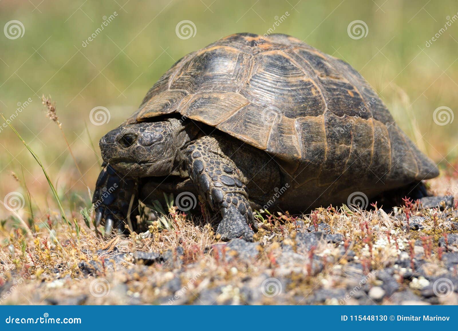 Turttle Walking Stock Photos - Free & Royalty-Free Stock Photos from ...