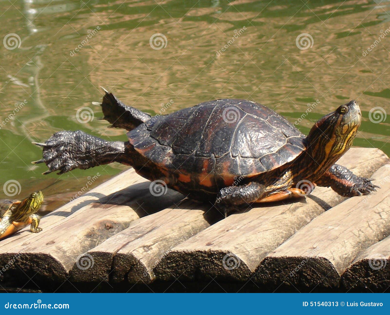 Turttle stock image. Image of animal, vain, lazy, turttle - 51540313