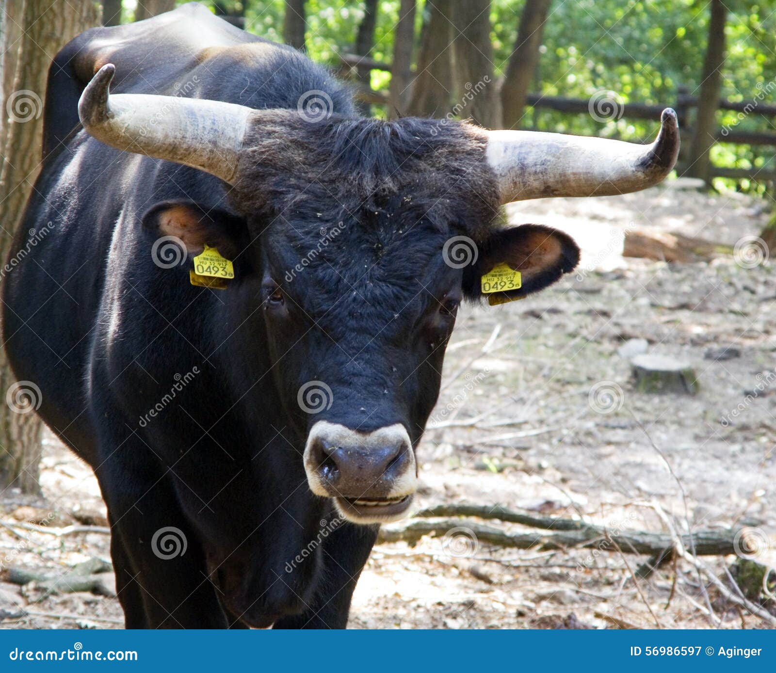 Tury (Bos Primigenius Primigenius) Obraz Stock - Obraz złożonej z krowa ...