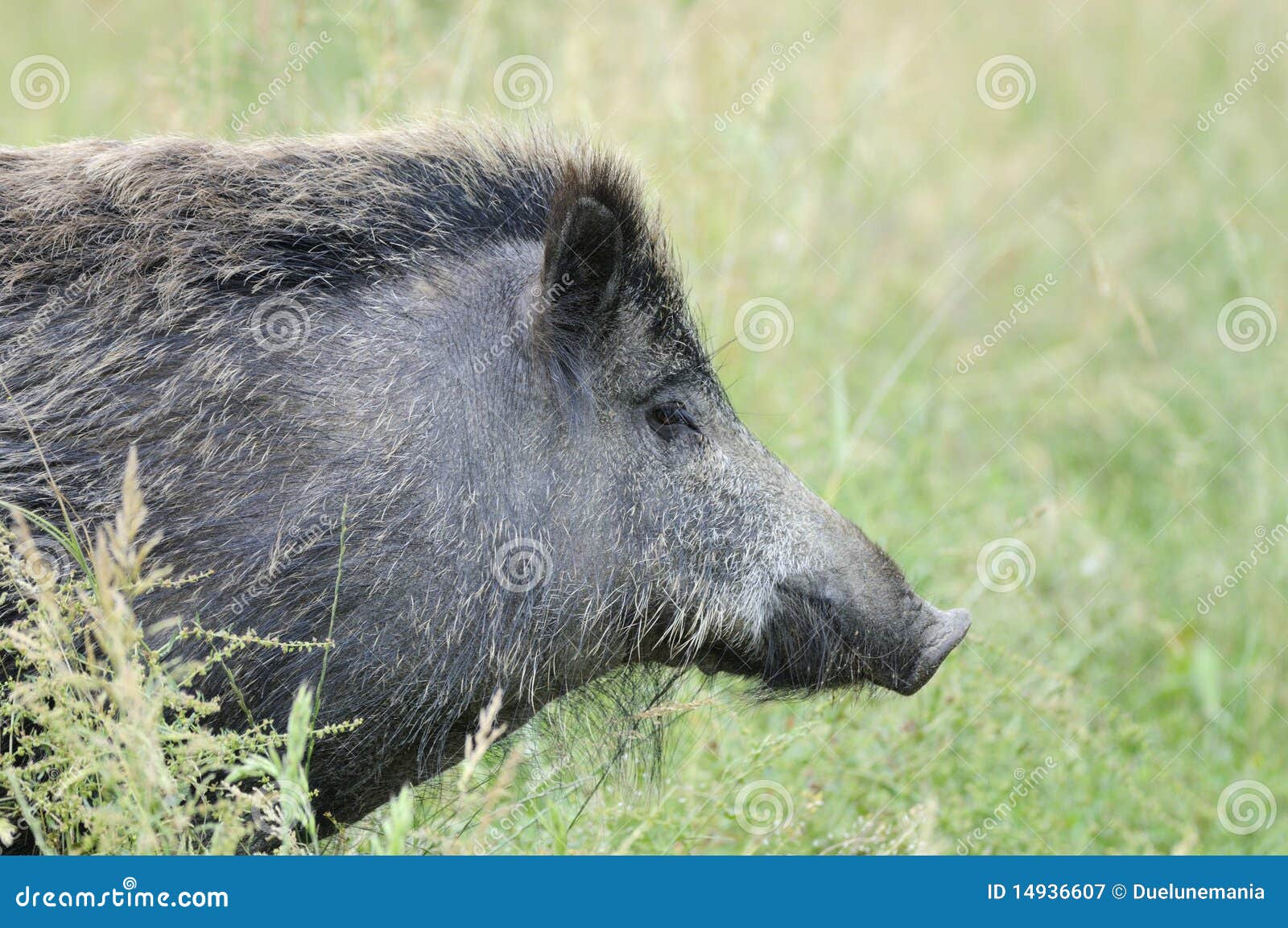 Tuscan Boar stock image. Image of hunt, pork, boar, cinghiale - 14936607