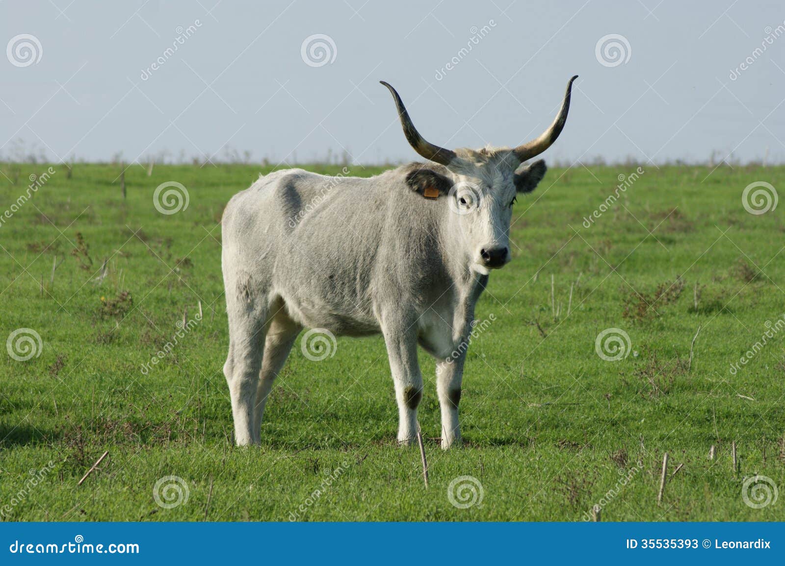 Portrait Of The Chianina, One Of The Oldest Italian Breed Of Cattle ...