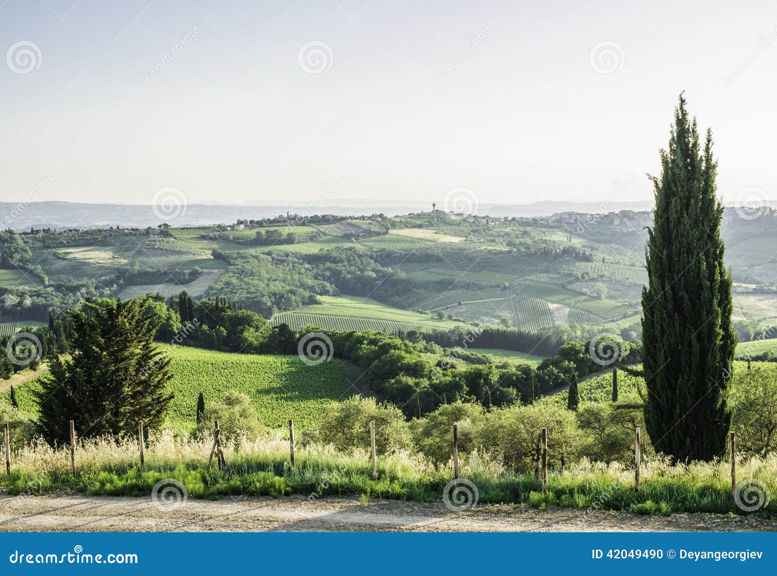 Tuscan cypress tree stock photo. Image of scenic, europe - 42049490