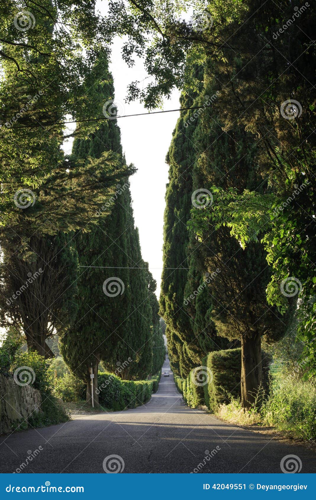 Tuscan cypress tree stock image. Image of farmland, countryside - 42049551