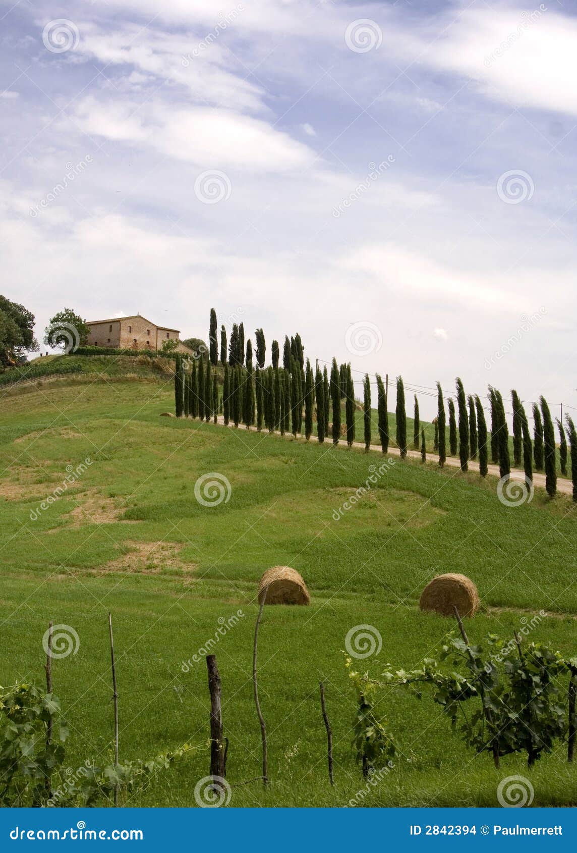 Tuscan cypress trees stock photo. Image of countryside - 2842394