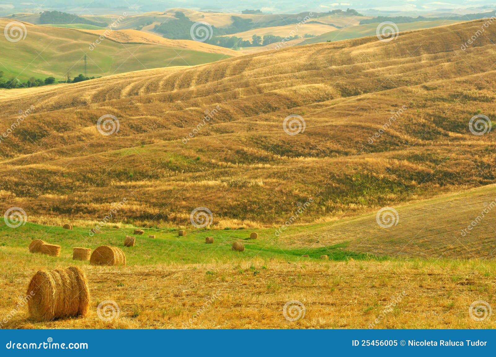 Tuscan fields, Italy stock image. Image of golden, cloud - 25456005