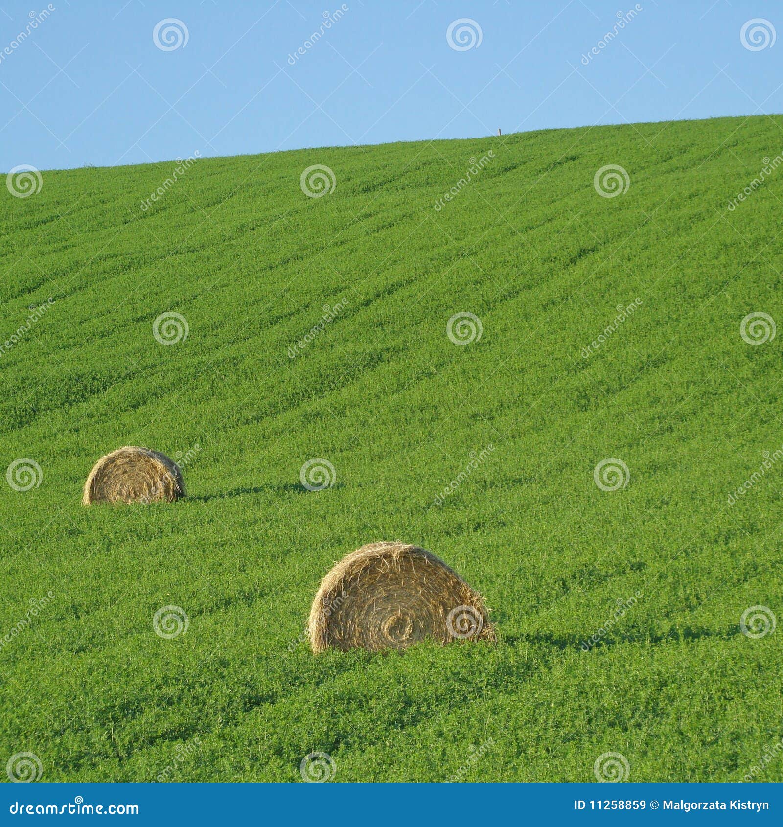 Tuscan fields in spring stock image. Image of field, cereal - 11258859