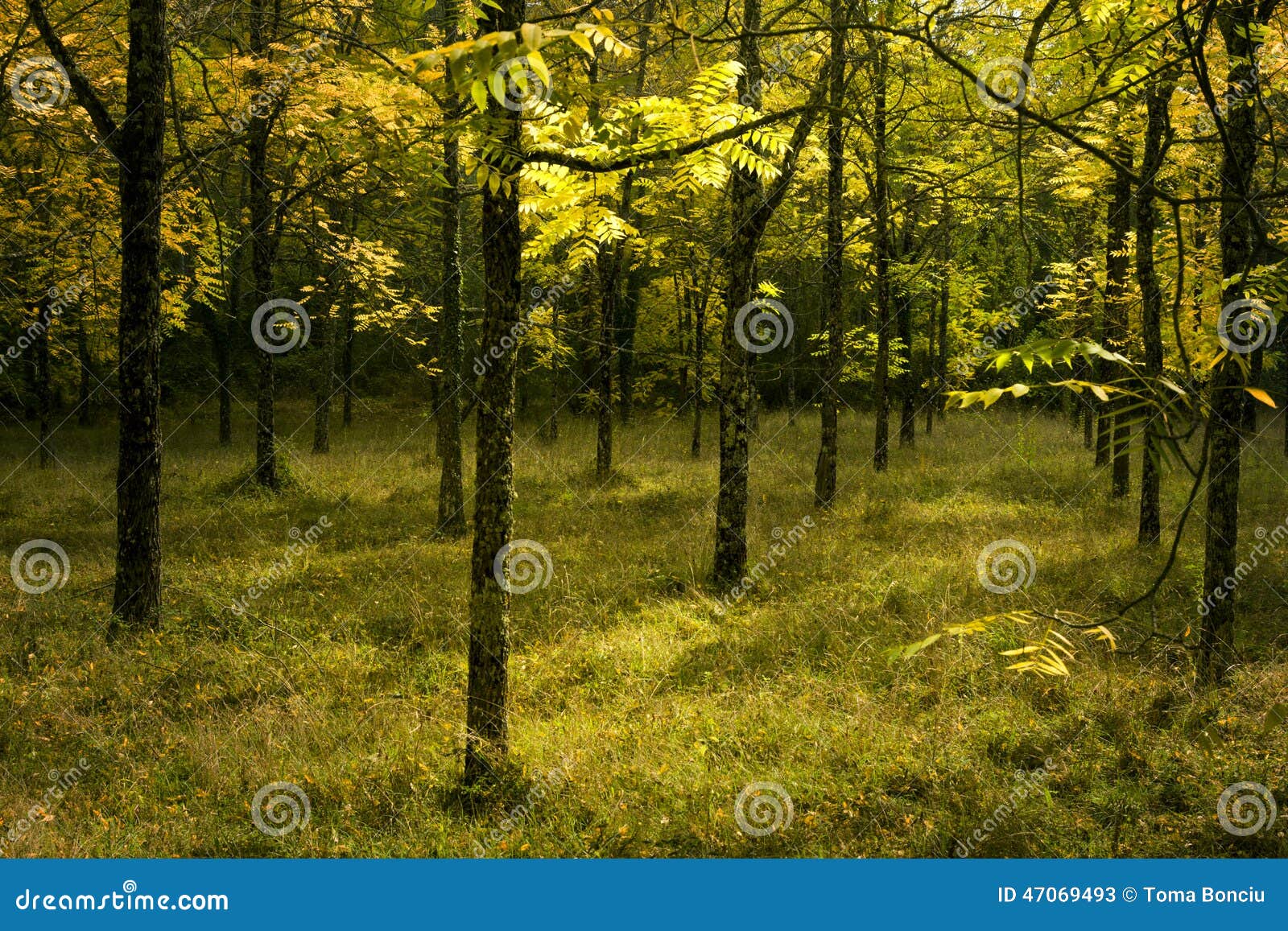 Tuscan forest stock image. Image of thick, mystery, woods - 47069493