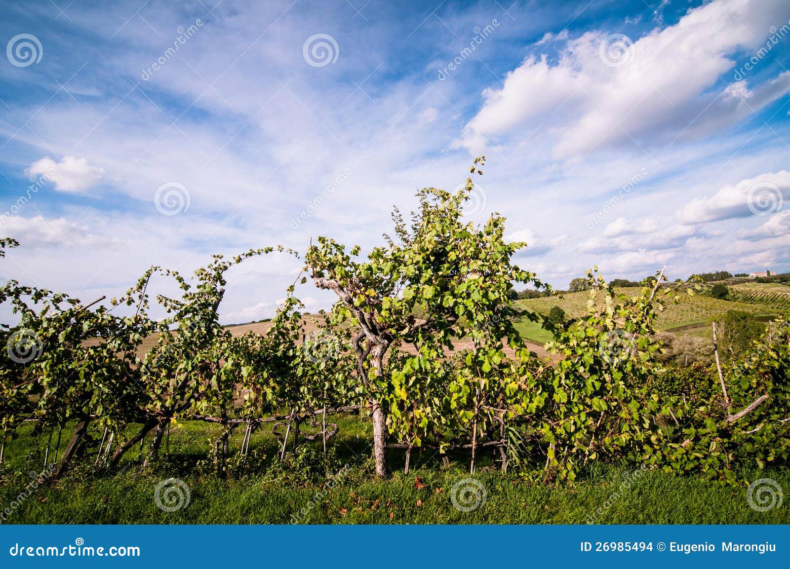 Tuscan Grapevine Countryside Landscape Stock Photo - Image of farming ...
