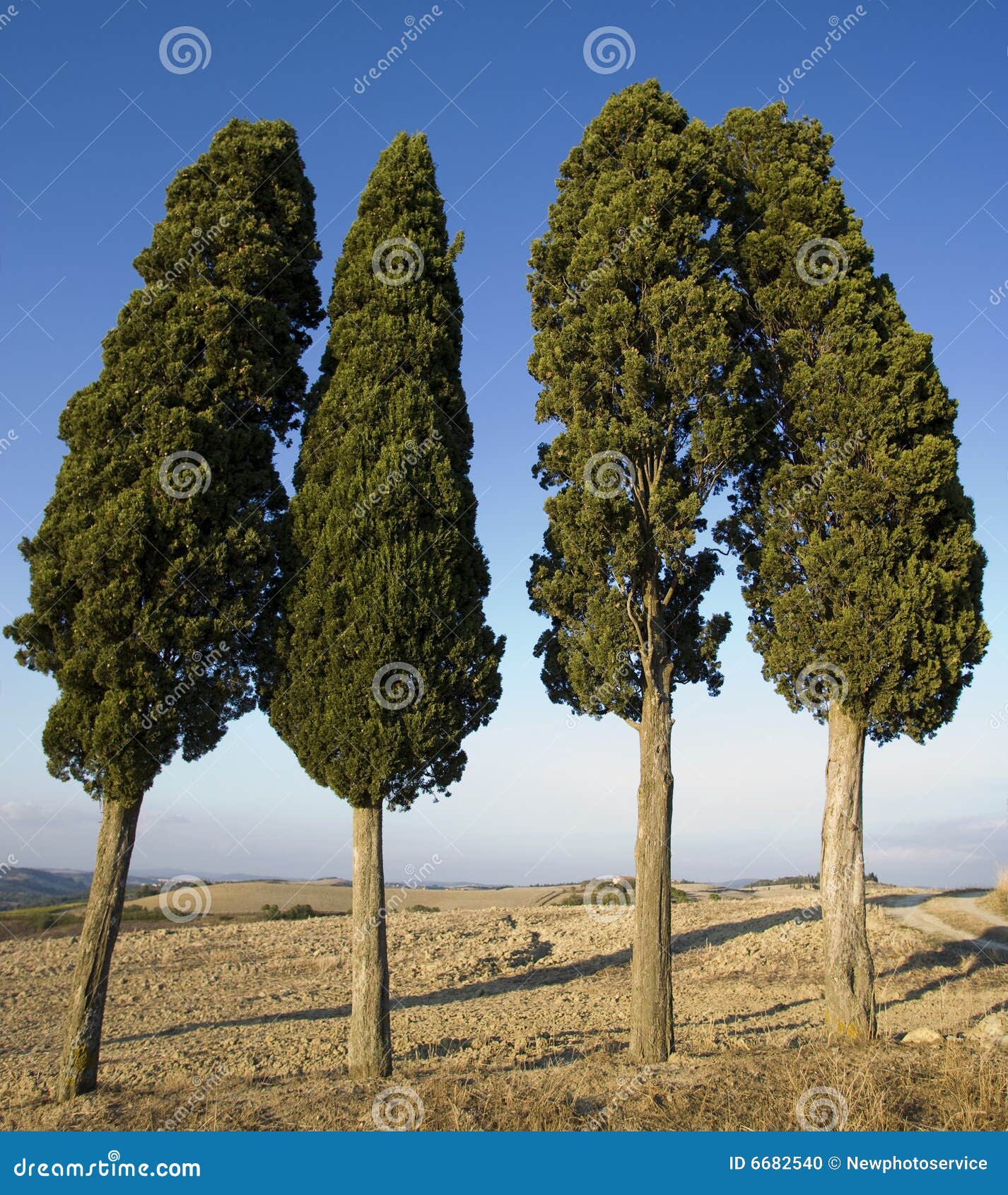 Tuscan landscape, Cypress stock photo. Image of farmland - 6682540