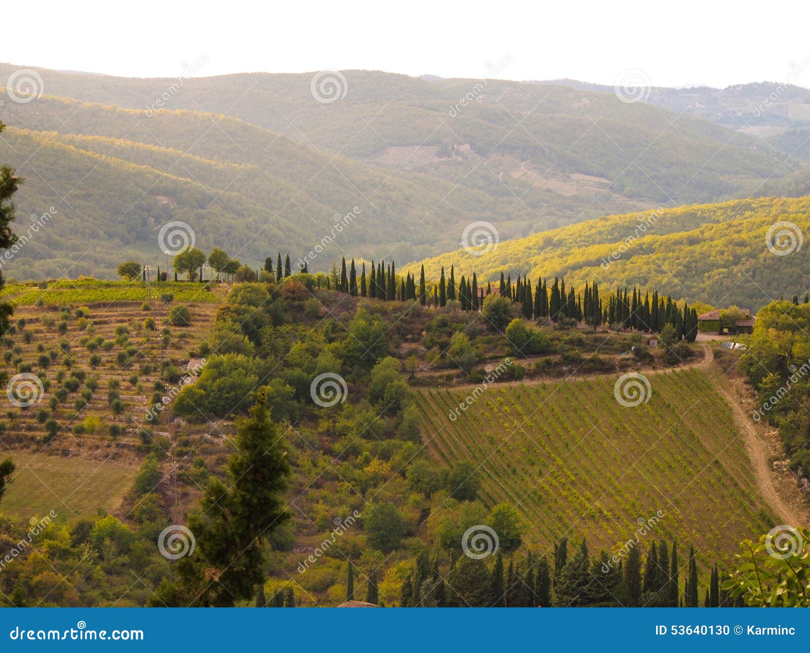 Tuscan Landscape Showing Vineyards Stock Photo - Image of tuscany ...