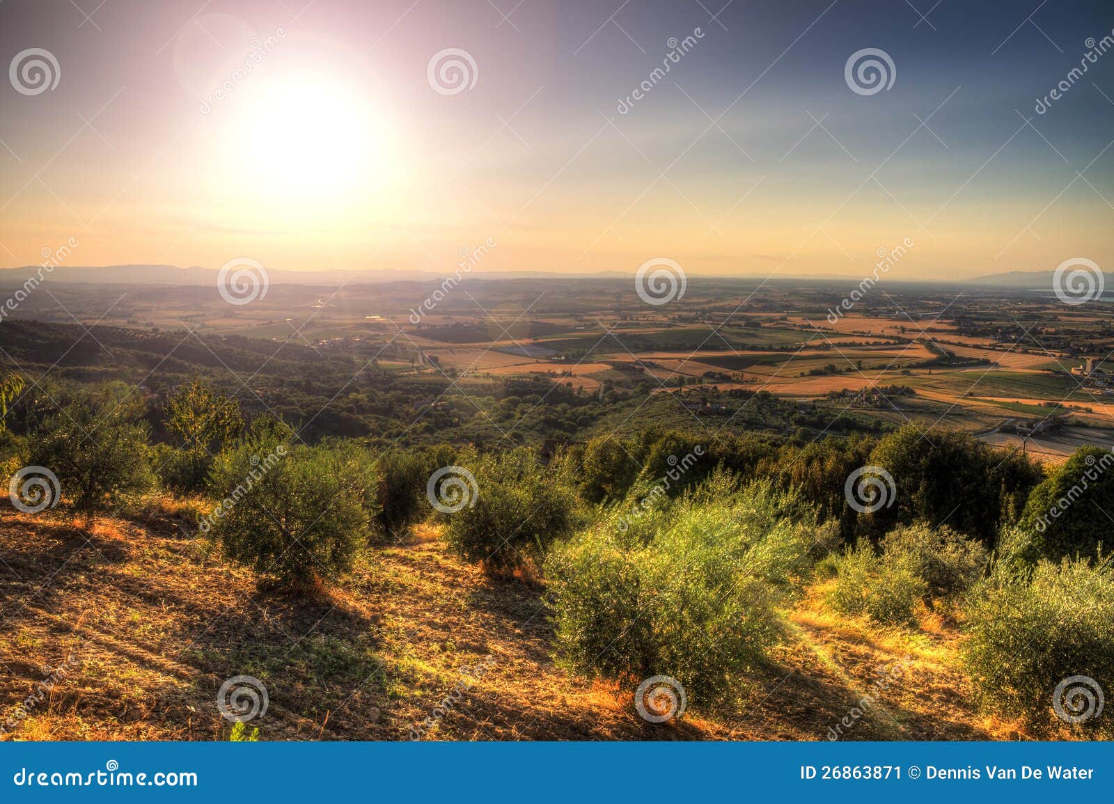 Tuscan olive landscape stock image. Image of evening - 26863871