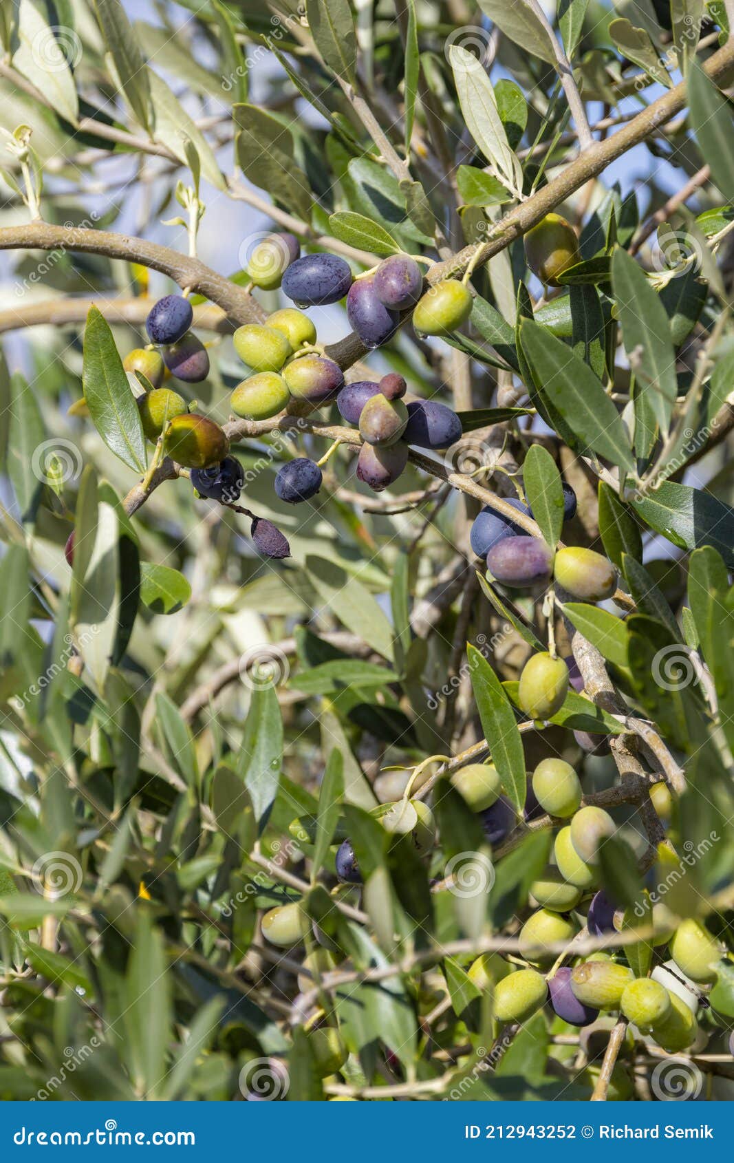Tuscan Olive Tree, Olives In Various Stages Of Ripening, Soft Focus ...