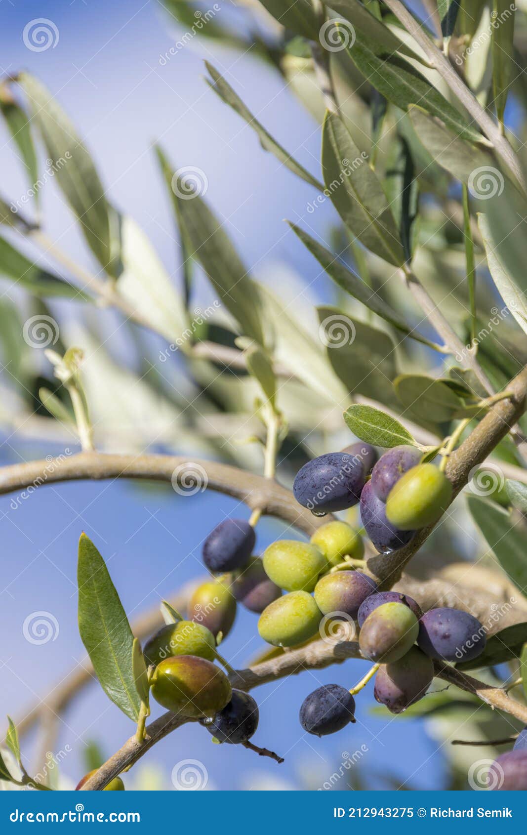 Tuscan Olive Tree, Olives in Various Stages of Ripening, Soft Focus ...