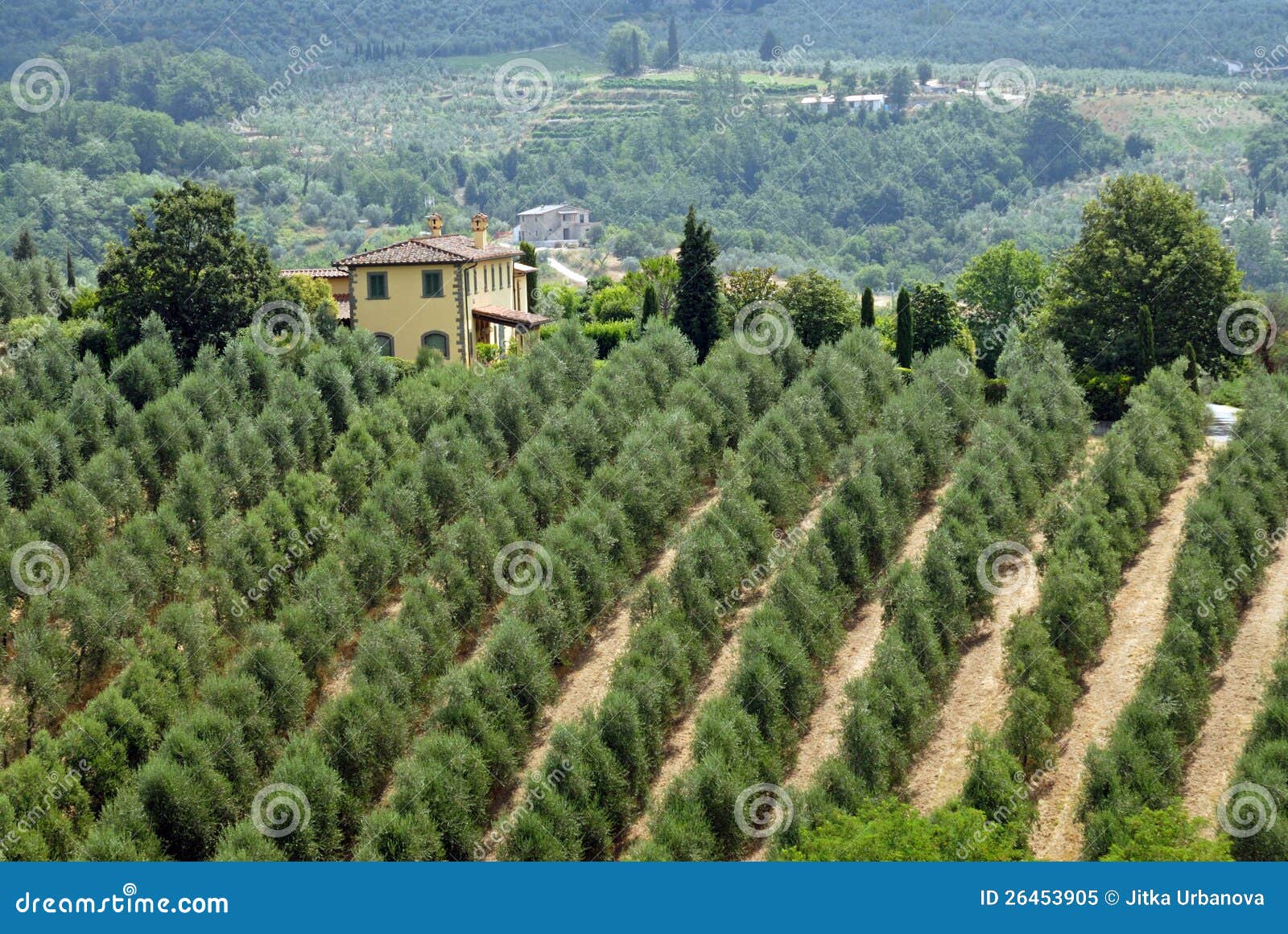 Tuscan olive trees stock image. Image of tree, olive - 26453905