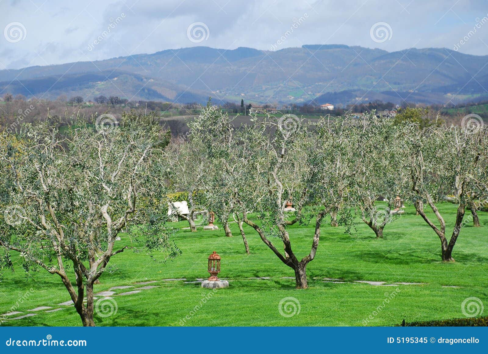 Tuscan Olive Trees stock image. Image of orchards, italian - 5195345